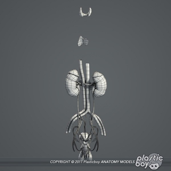 medically reproductive urinary systems 3d 3ds