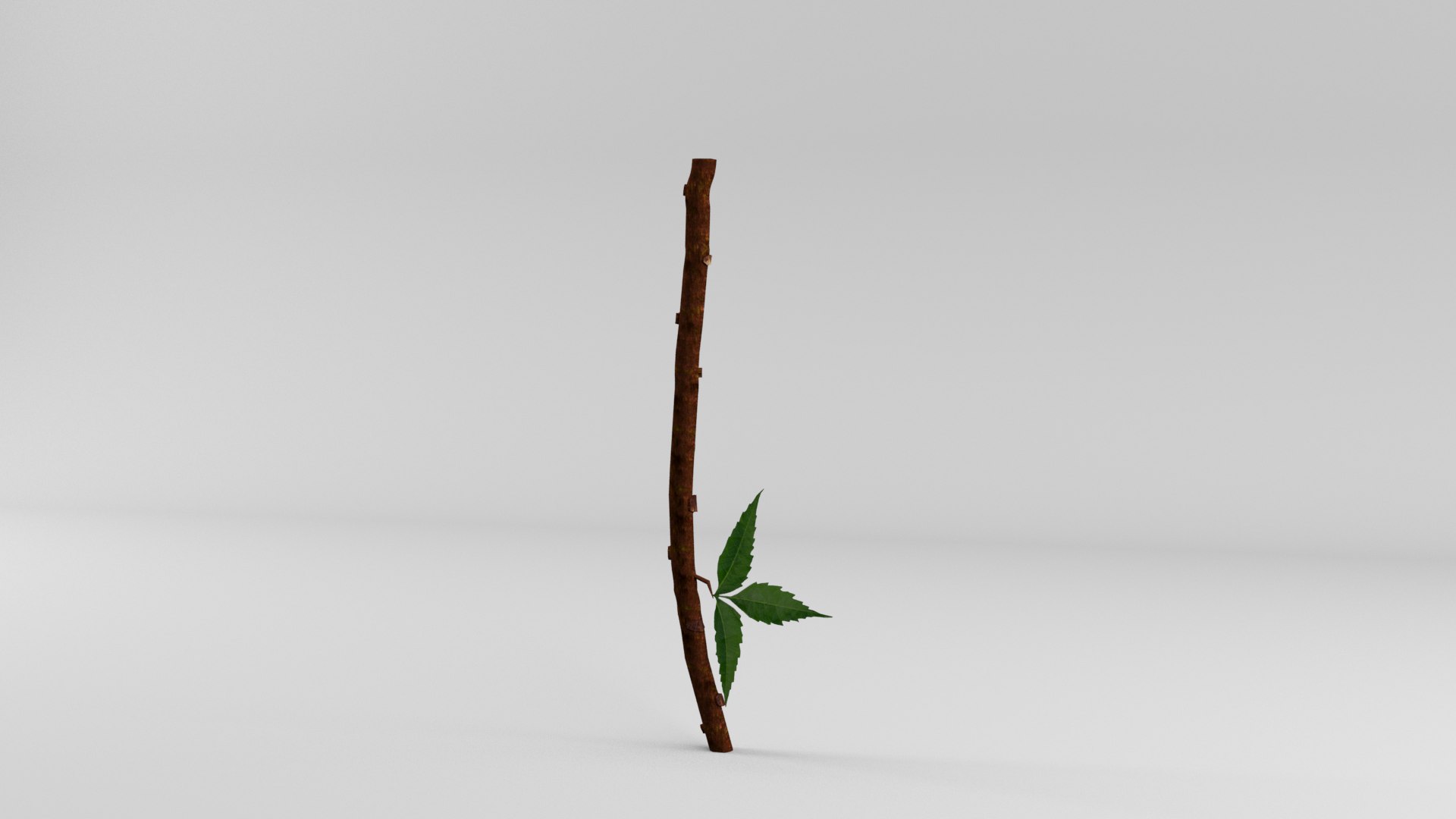Free Neem Twig 3d Model