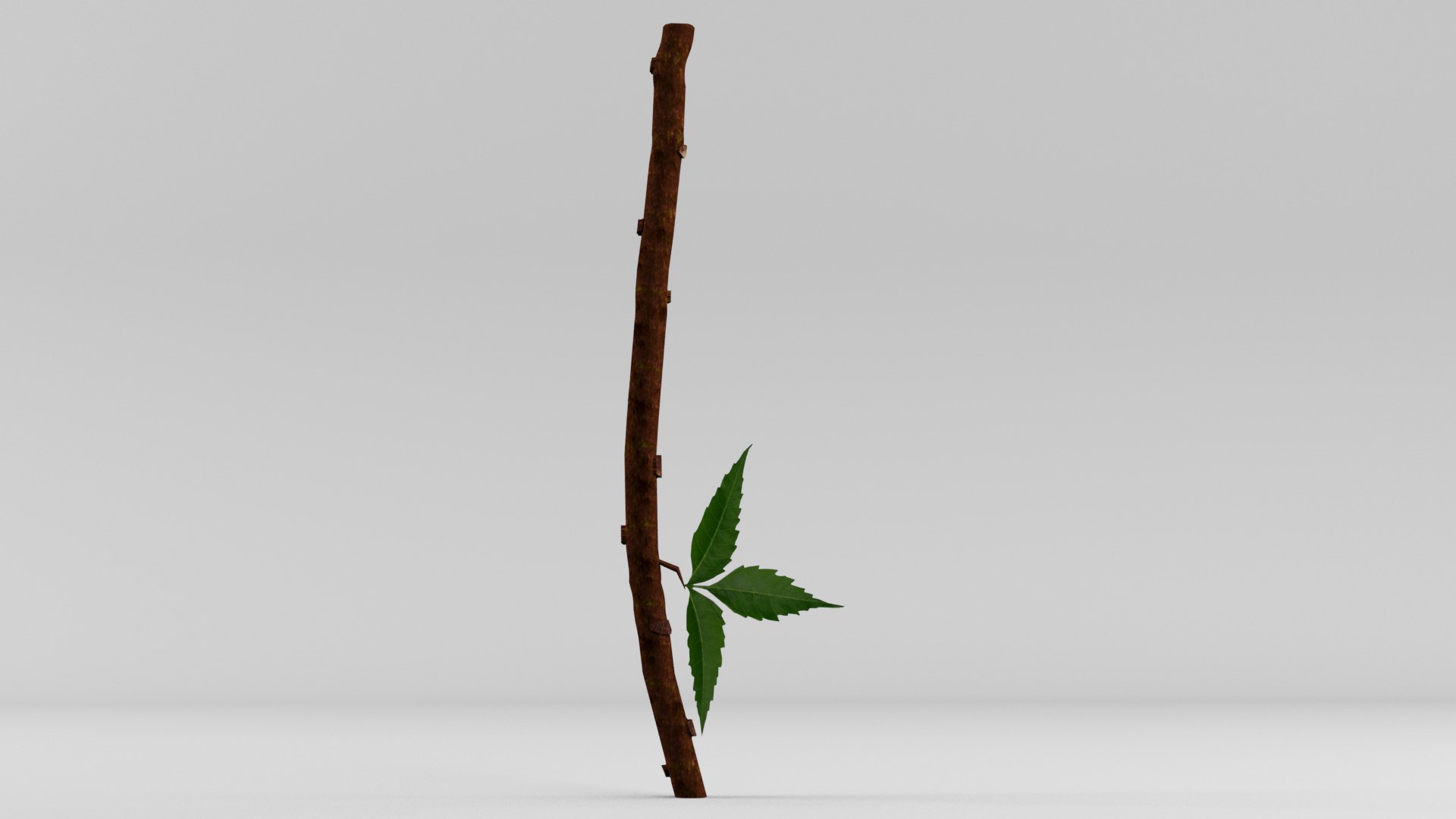 Free Neem Twig 3d Model