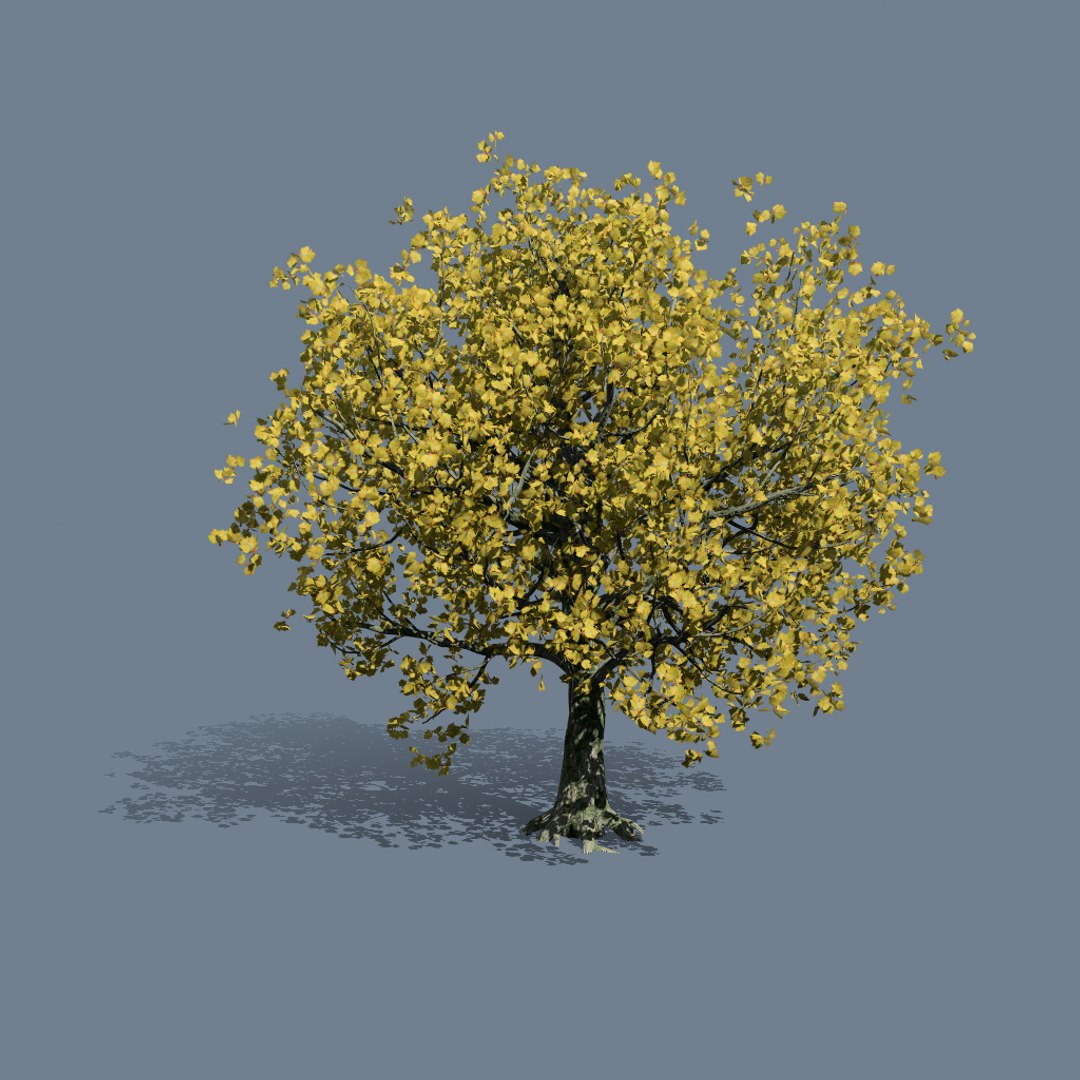 Simple Maple Tree 3D - TurboSquid 1437550