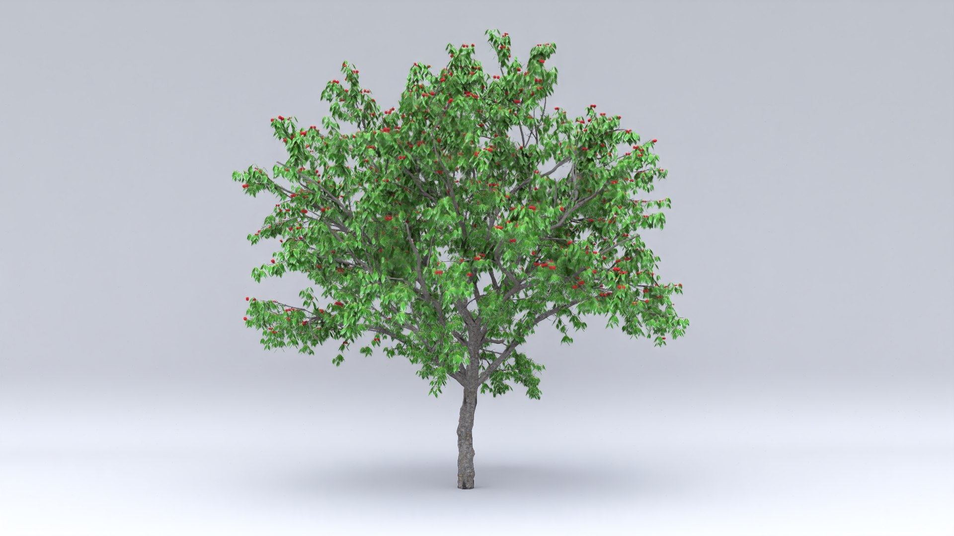 Cherry Fruits Hight 3D Model - TurboSquid 1619652