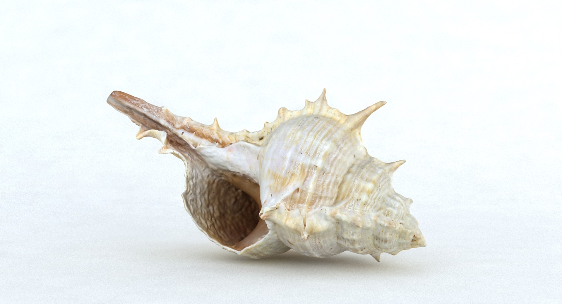 seashell sea shell max