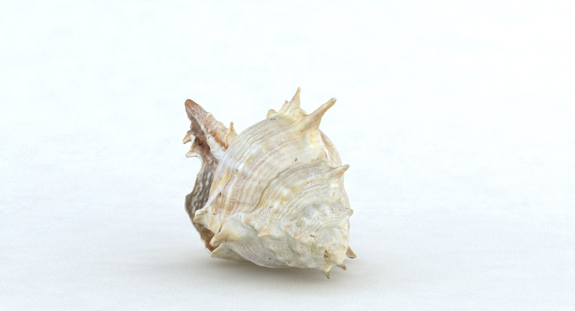 seashell sea shell max