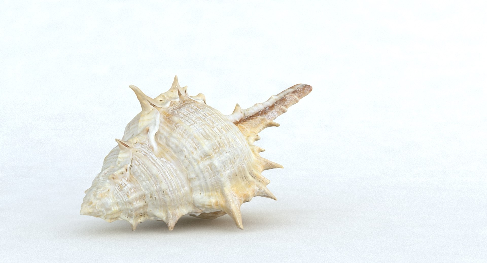seashell sea shell max