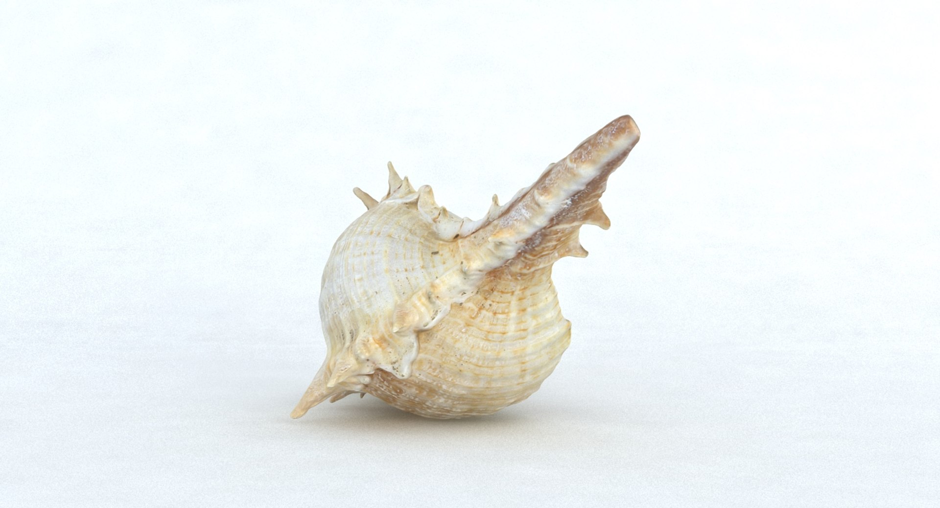 seashell sea shell max