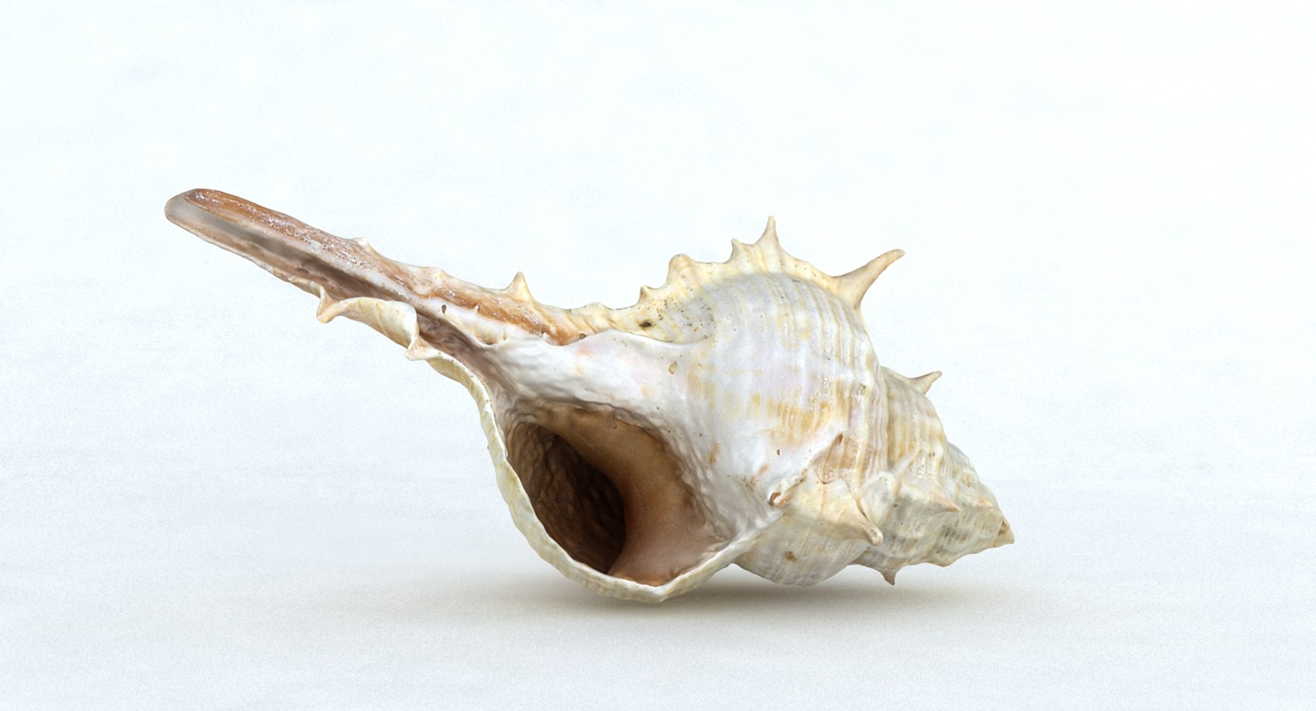 seashell sea shell max