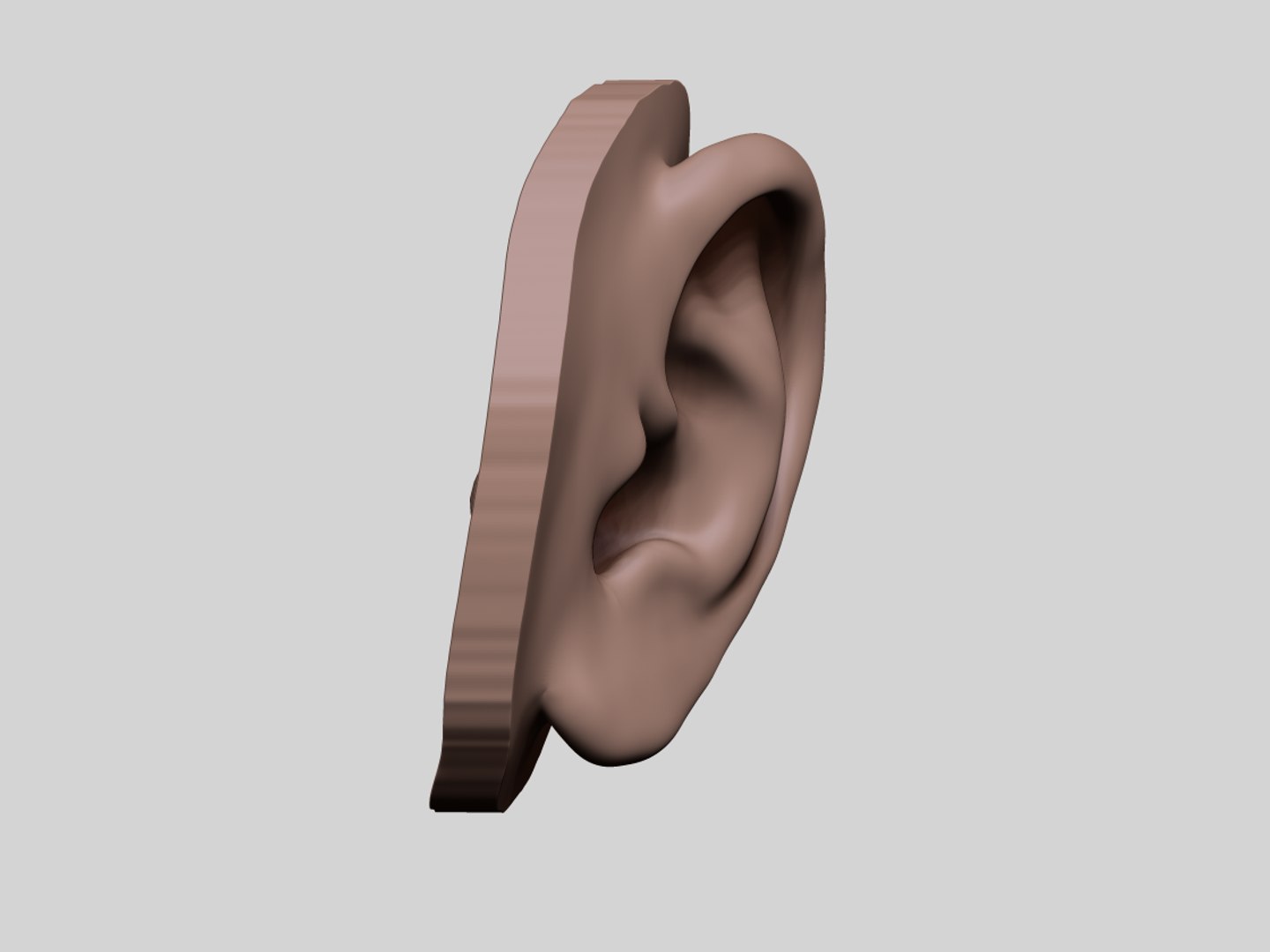 Ear Zbrush 3D Model - TurboSquid 1160536