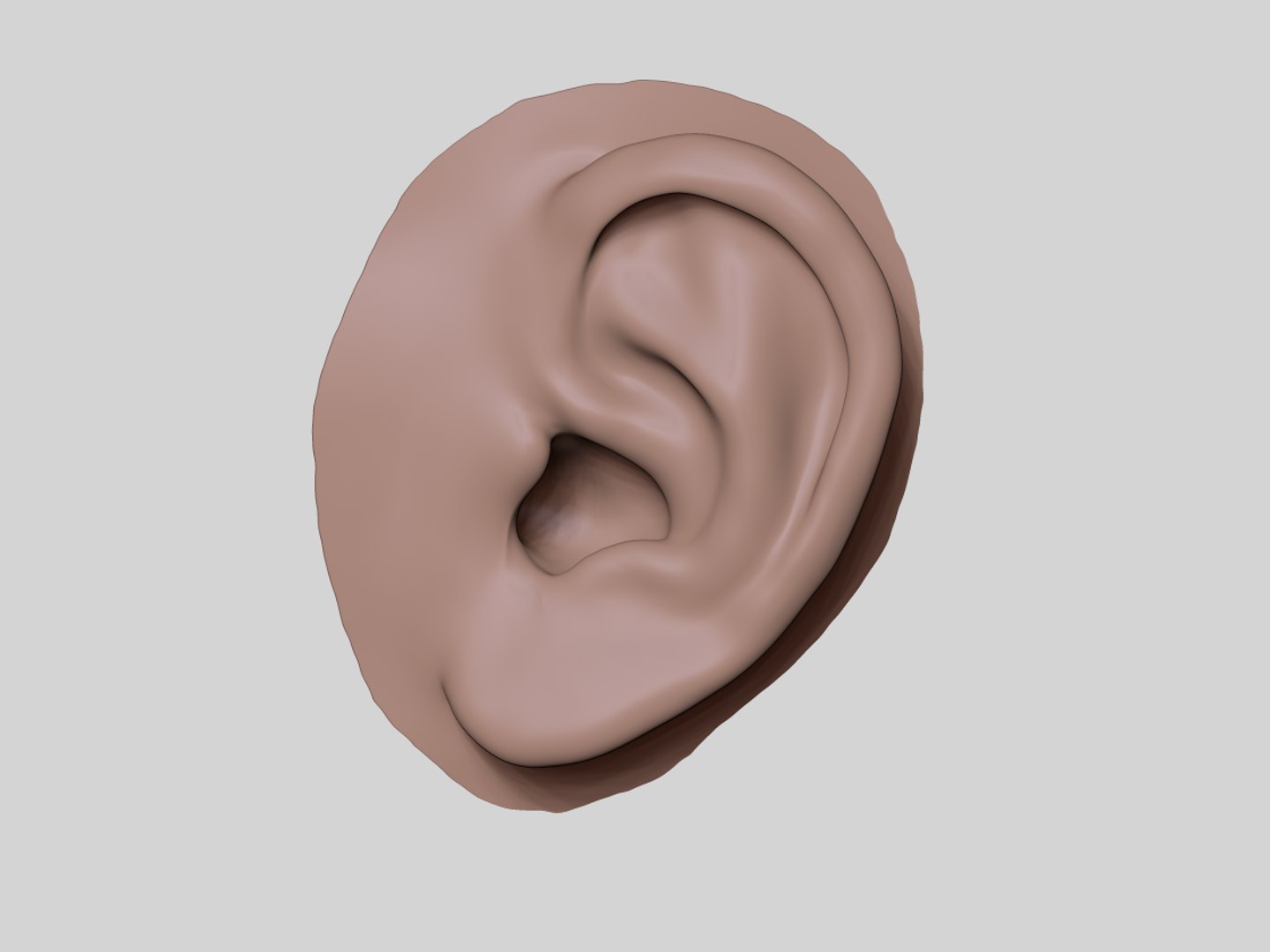 Ear Zbrush 3D Model - TurboSquid 1160536