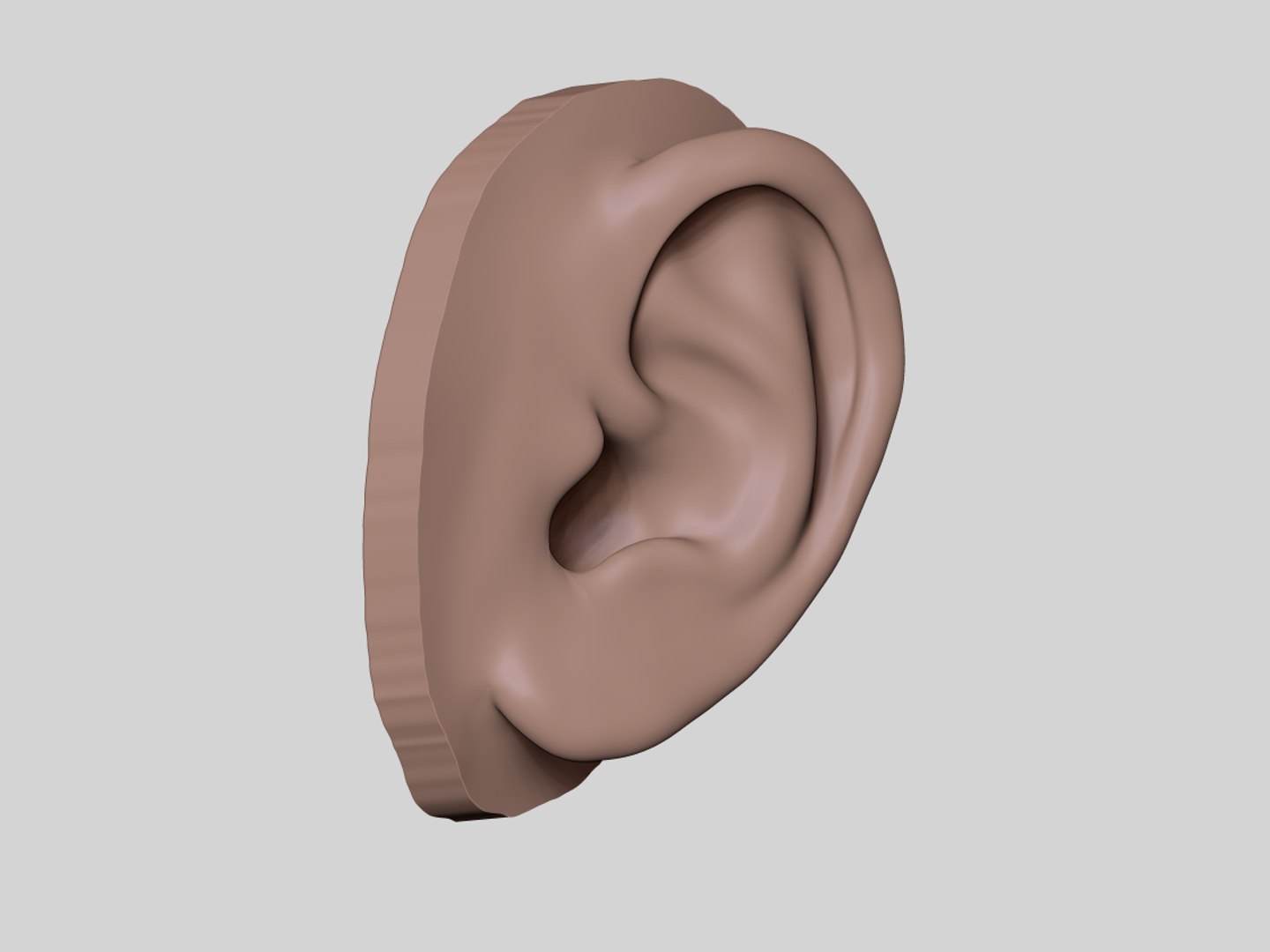 Ear Zbrush 3D Model - TurboSquid 1160536