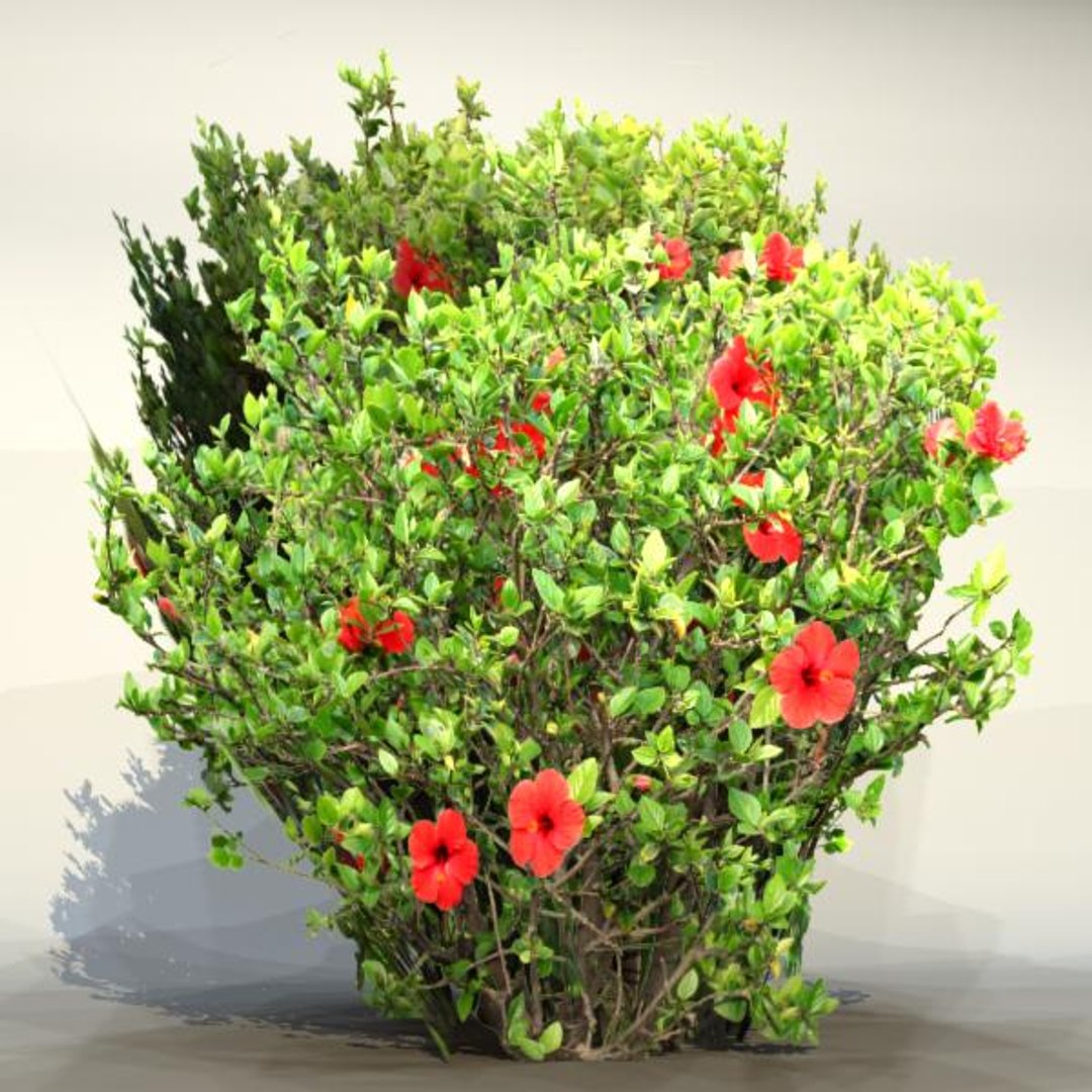 3d Pc Bush Model