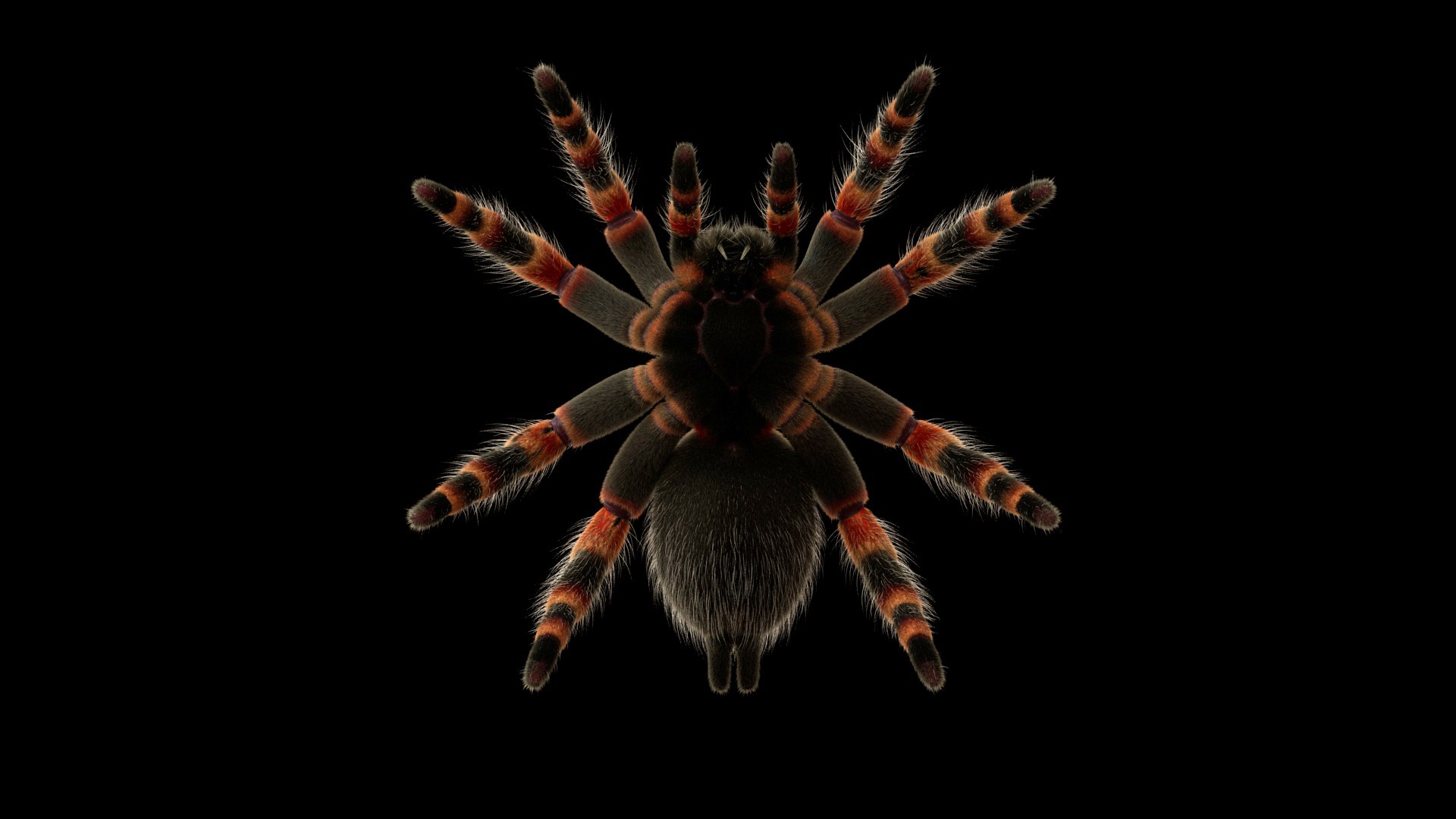 Tarantula 3D Model - TurboSquid 2154341