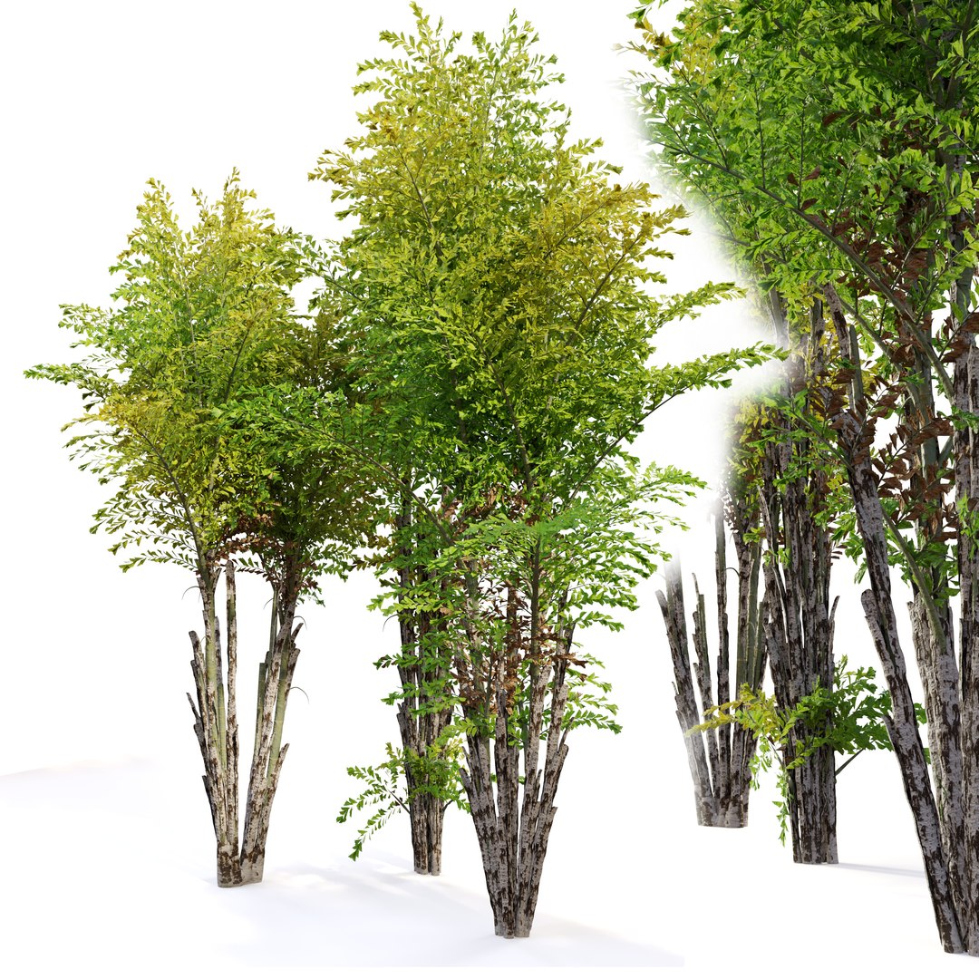 Fishtail Palm 3D - TurboSquid 1932127
