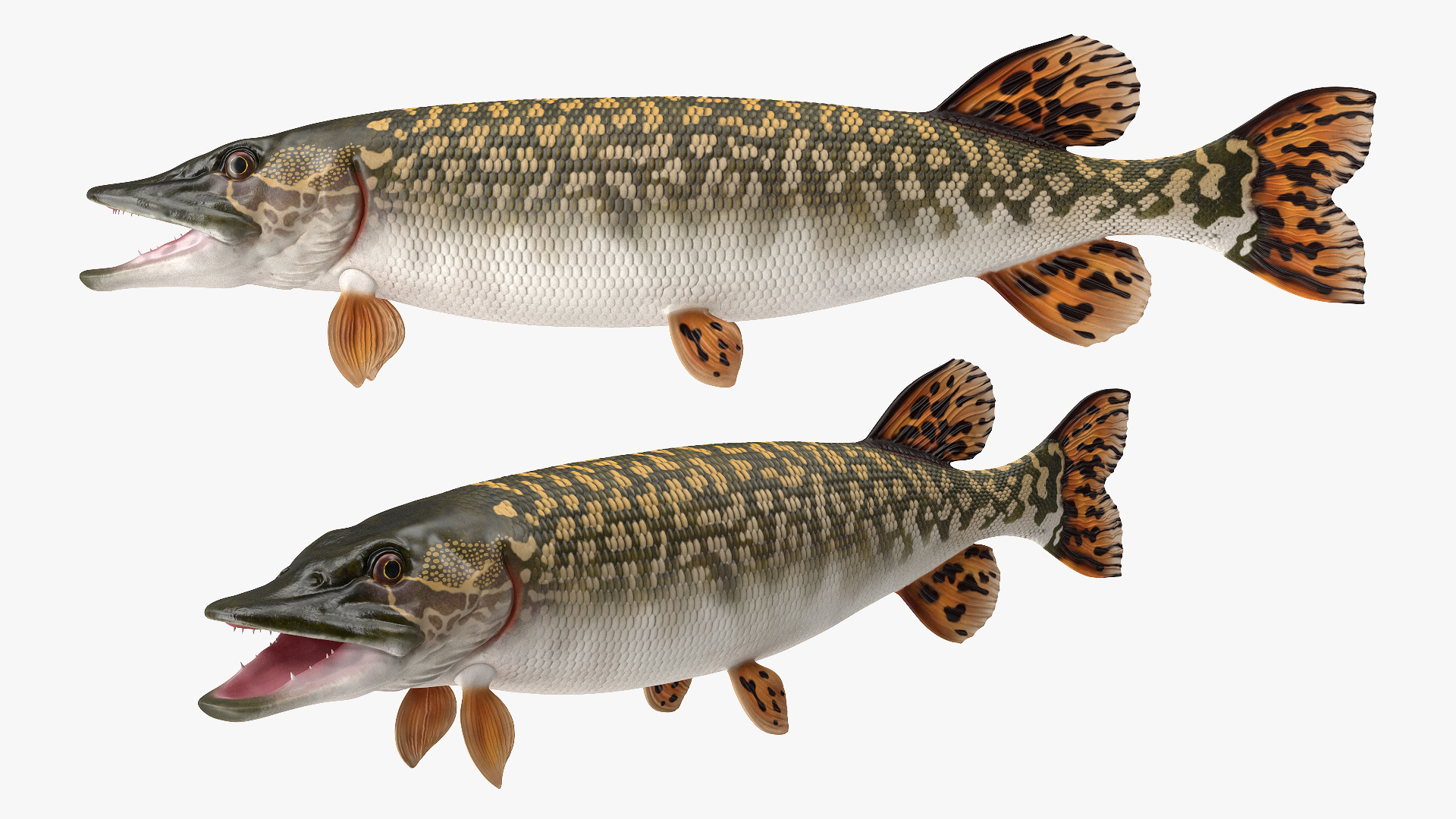 3D Pike Fish Rigged Model - TurboSquid 1600133