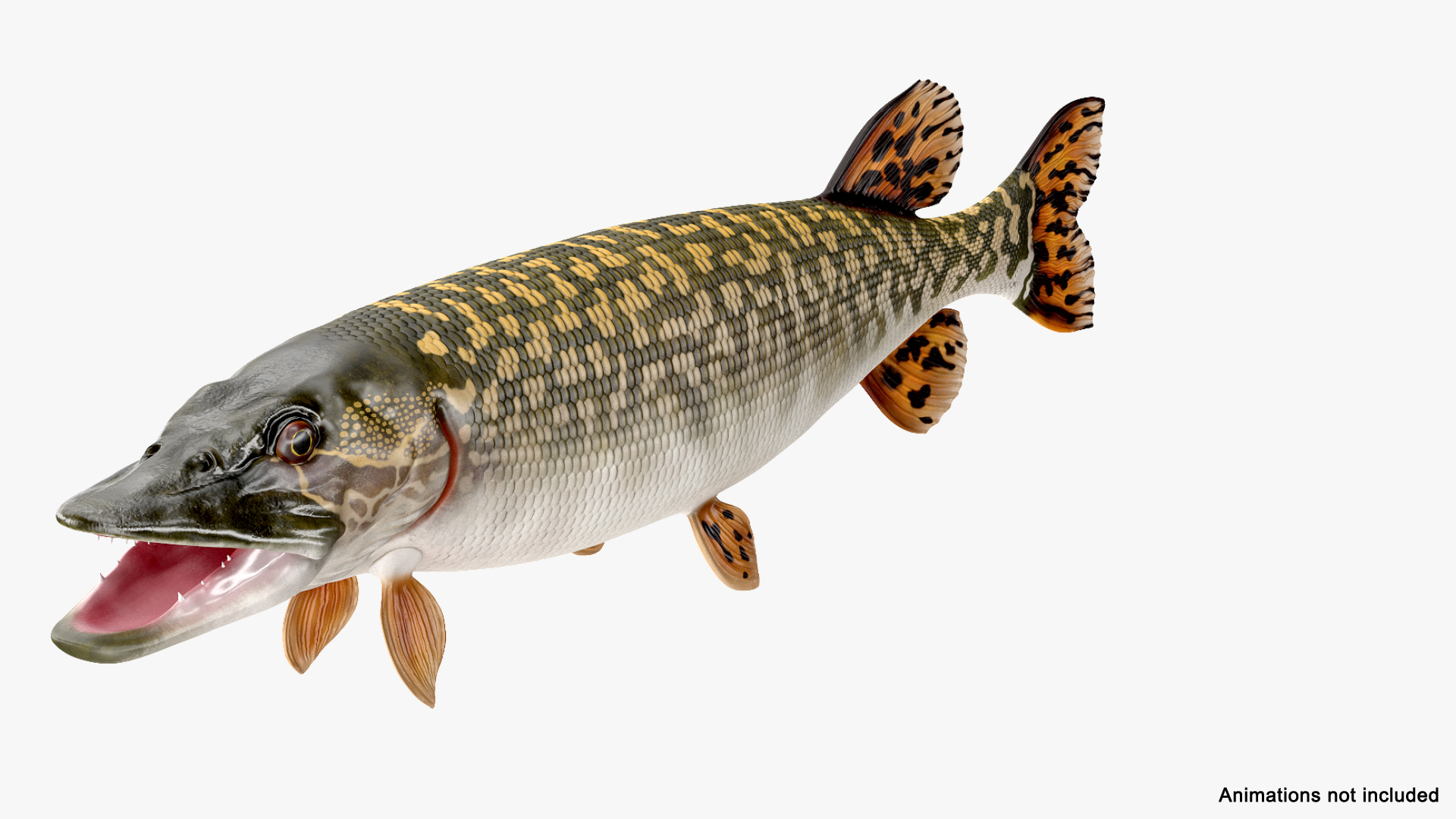 3D Pike Fish Rigged Model - TurboSquid 1600133