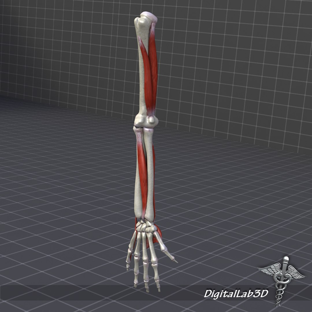 3d Human Arm Structures