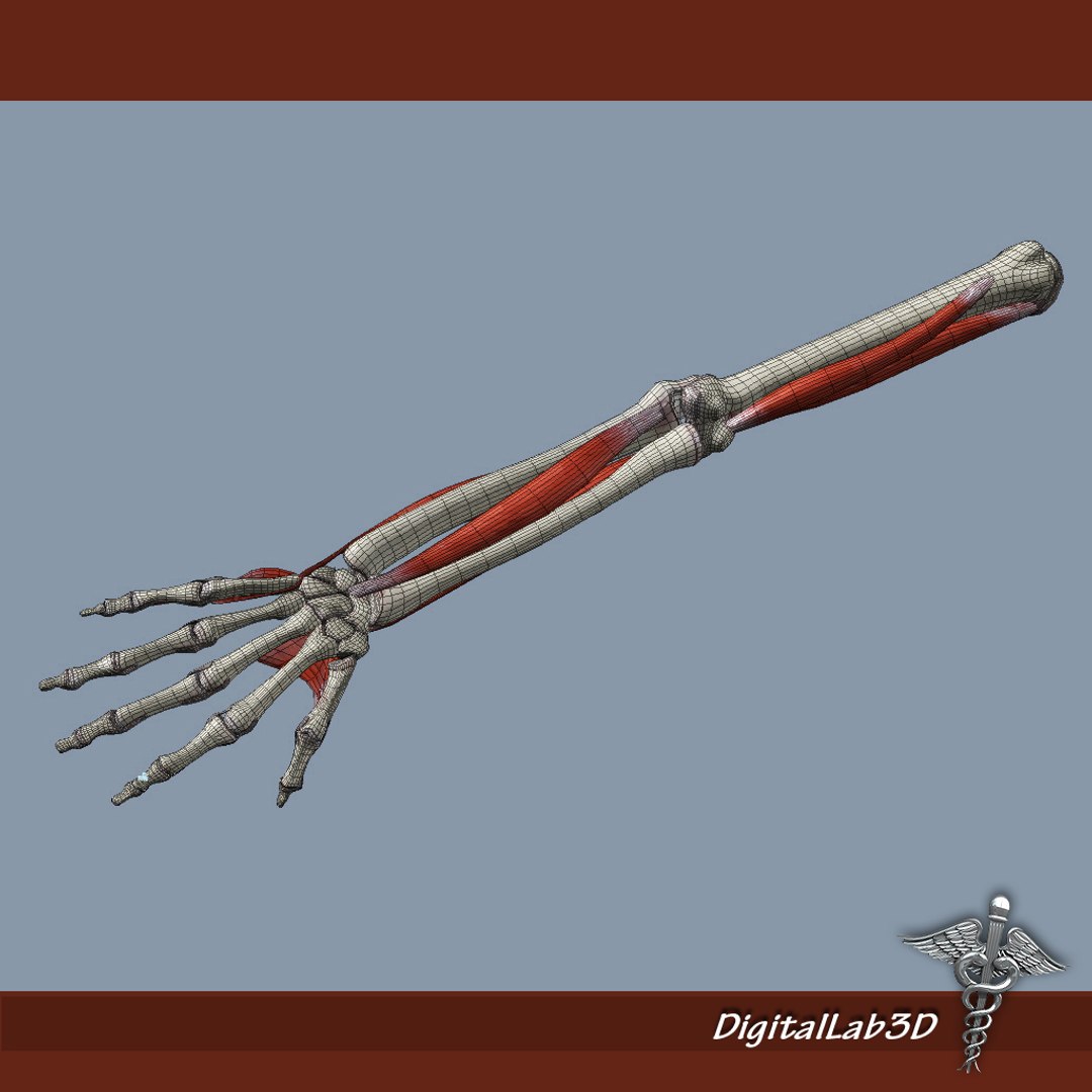 3d Human Arm Structures