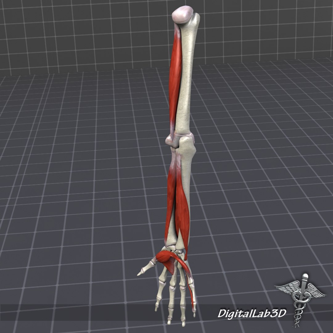 3d Human Arm Structures
