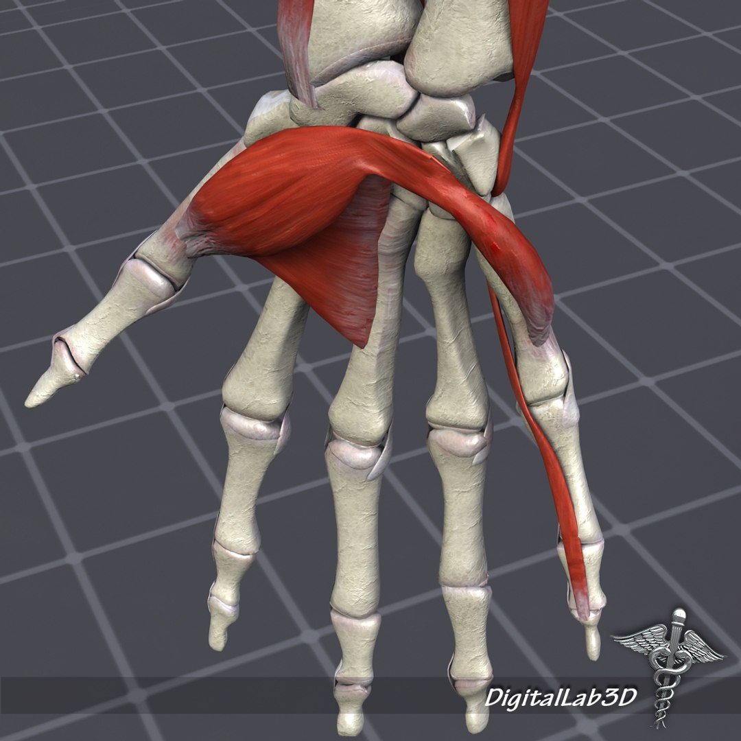 3d Human Arm Structures