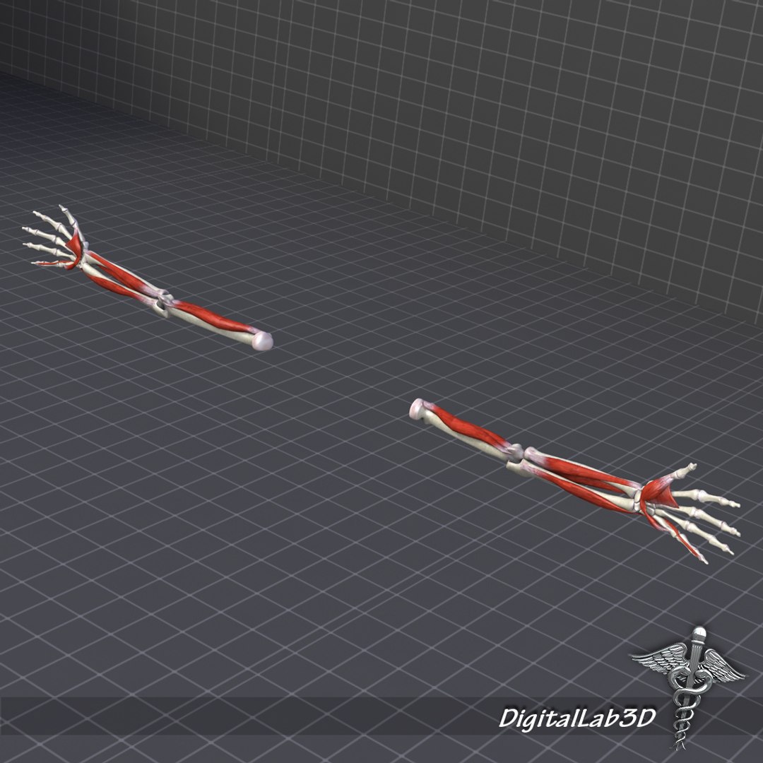 3d Human Arm Structures