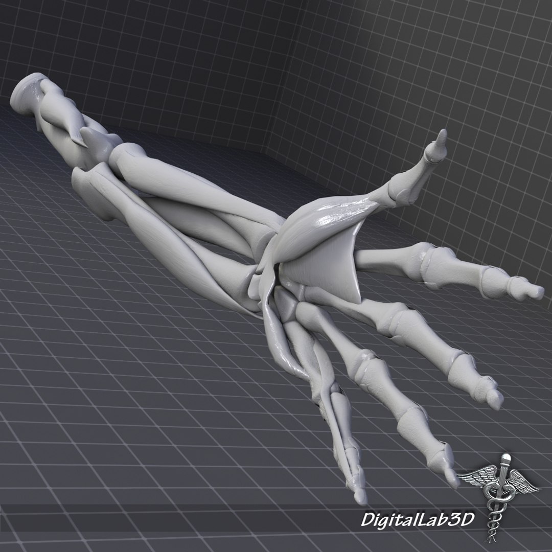 3d Human Arm Structures