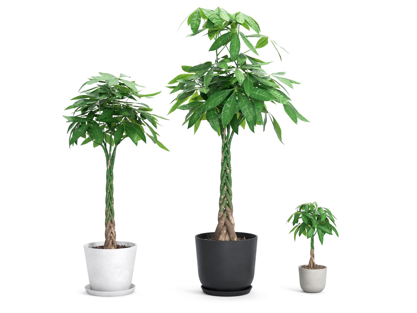 3D Plant Money Tree - Pachira Aquatica Braid Style - TurboSquid 2167263