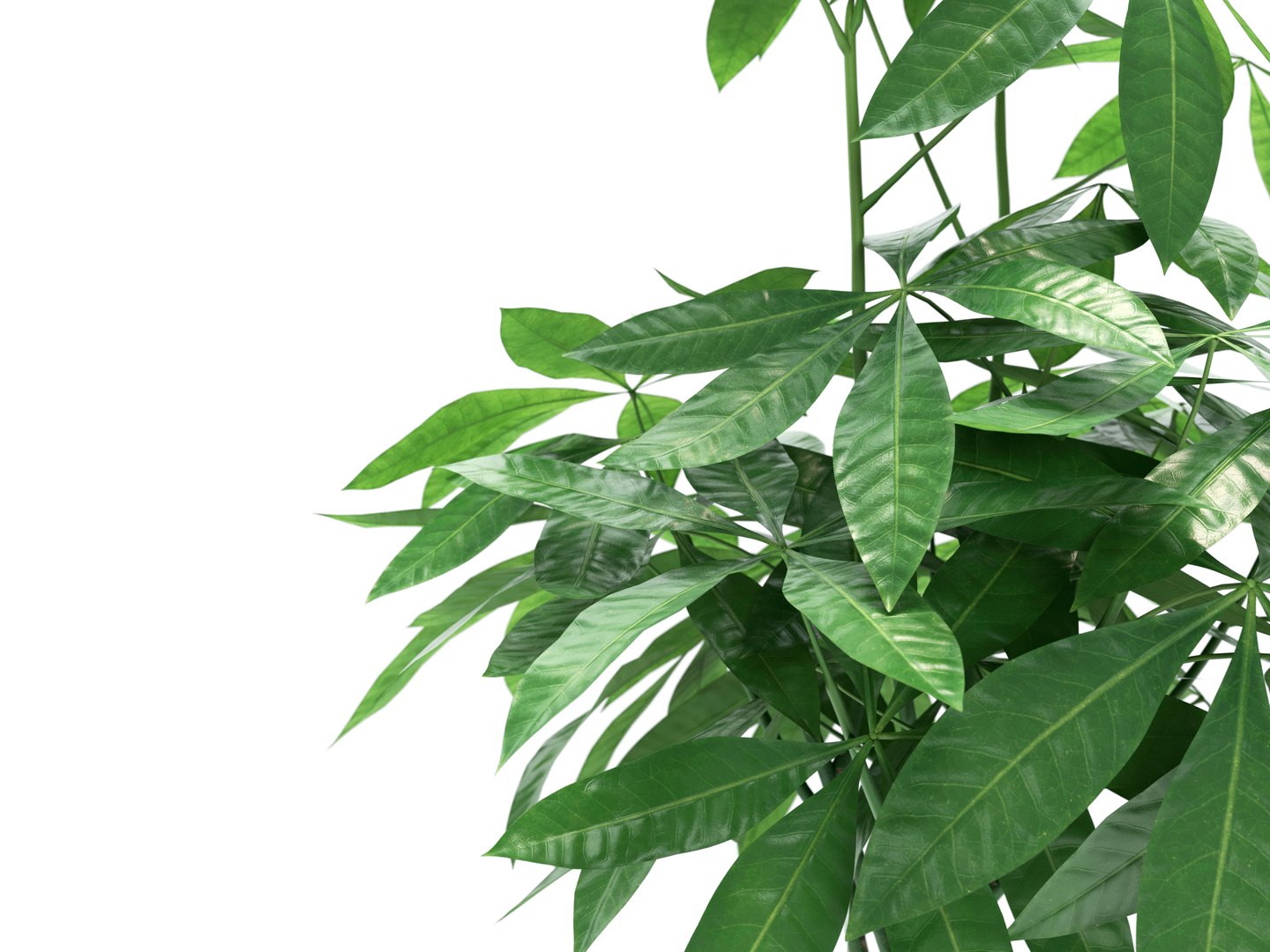 3D Plant Money Tree - Pachira Aquatica Braid Style - TurboSquid 2167263