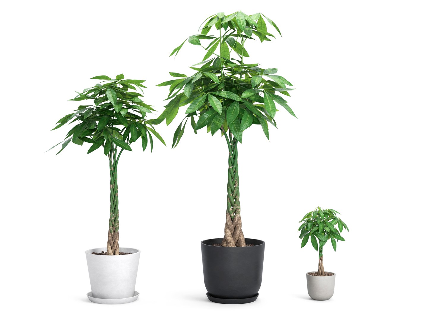 3D Plant Money Tree - Pachira Aquatica Braid Style - TurboSquid 2167263