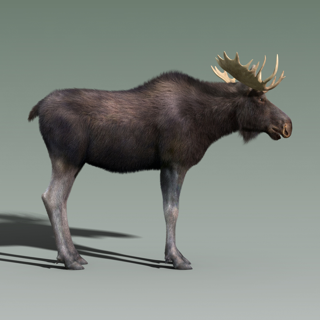 Moose Fur Rigged 3d Max