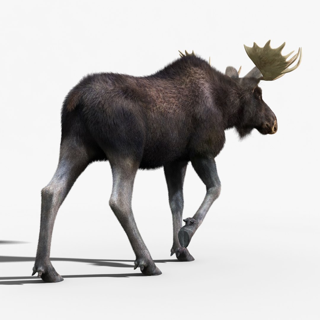 moose fur rigged 3d max