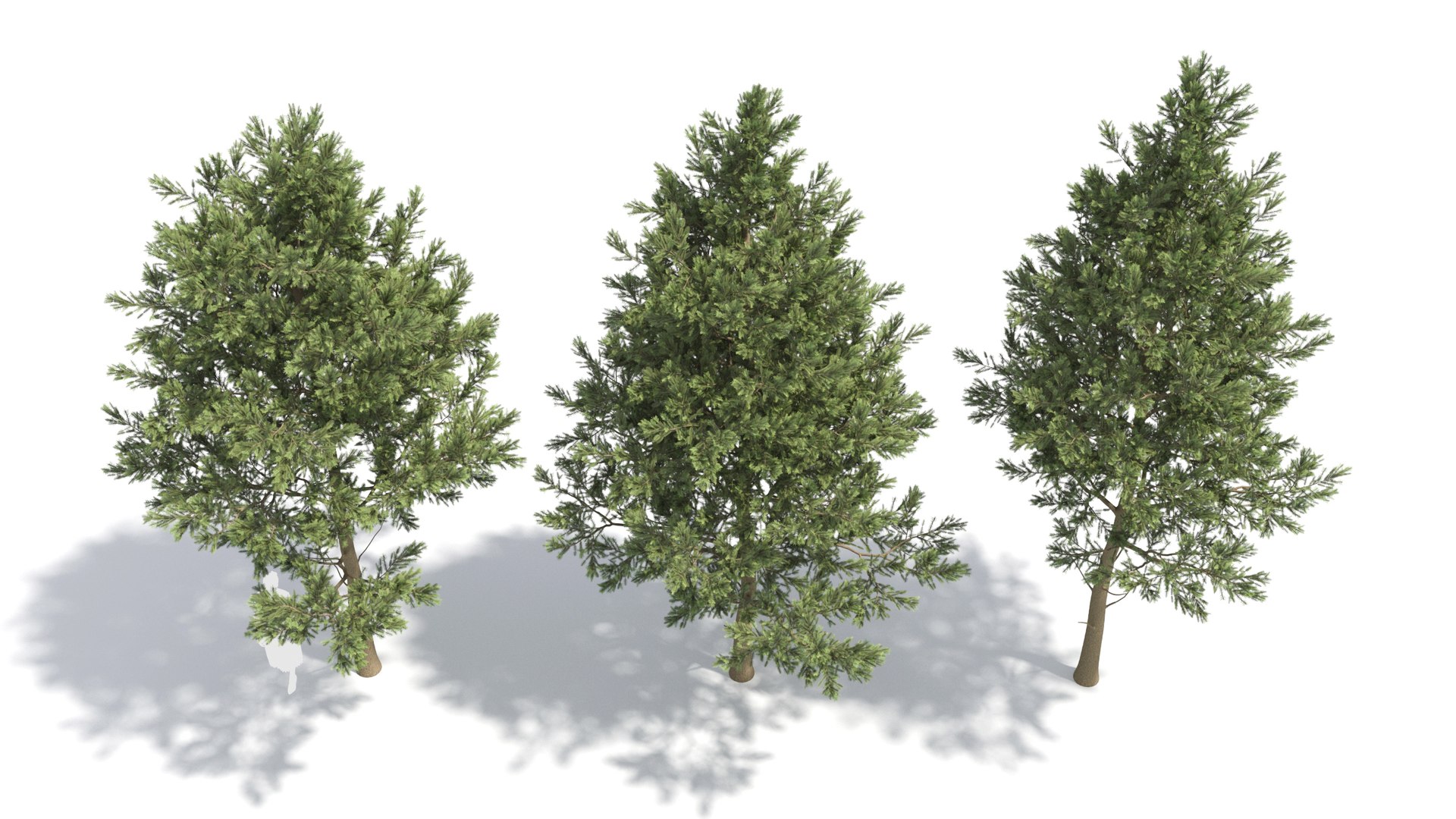 3D Picea Tree Model - TurboSquid 2057840