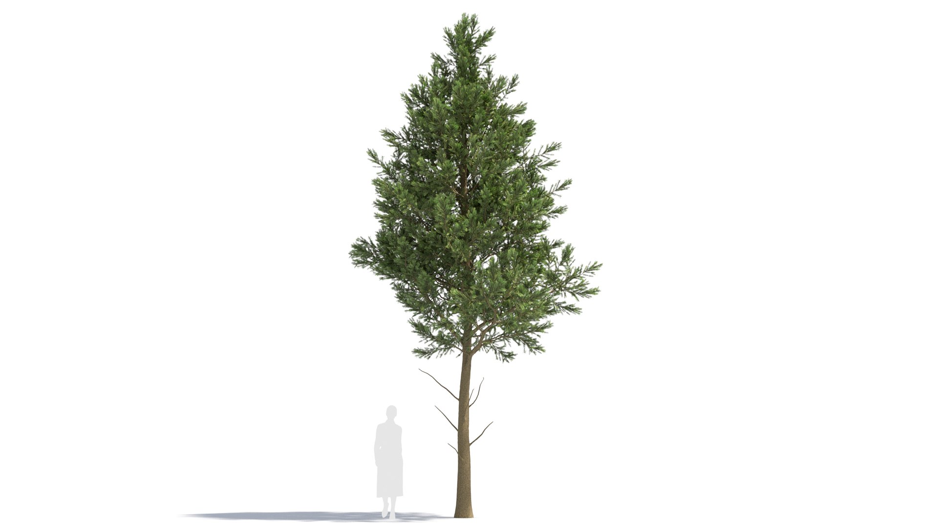 3D Picea Tree Model - TurboSquid 2057840