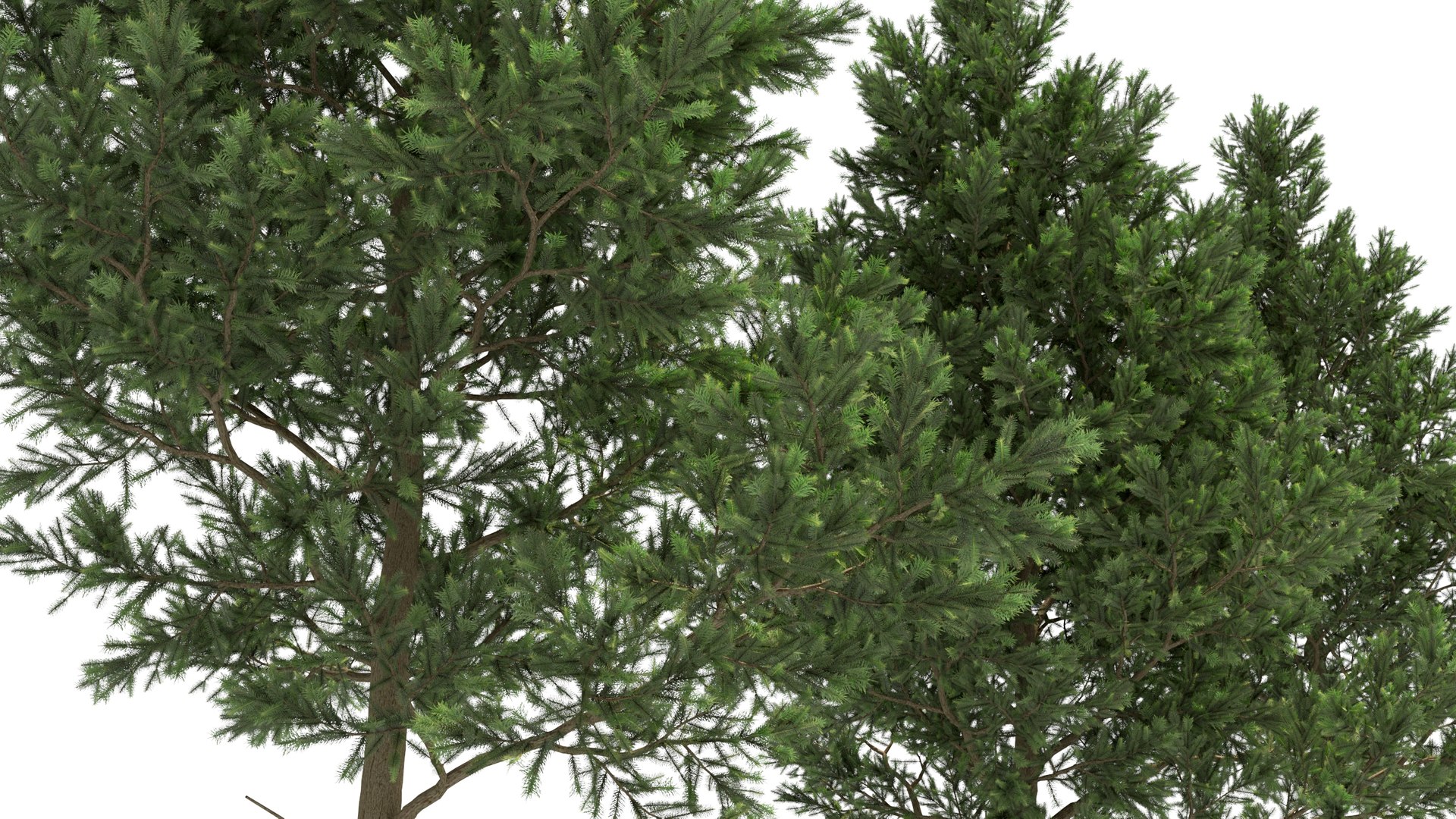 3D Picea Tree Model - TurboSquid 2057840