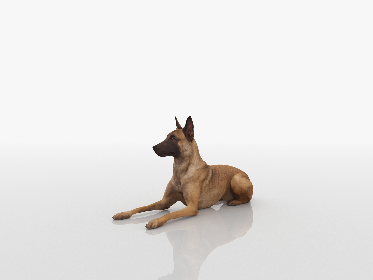 Belgian Malinois 3D Model - TurboSquid 2093011
