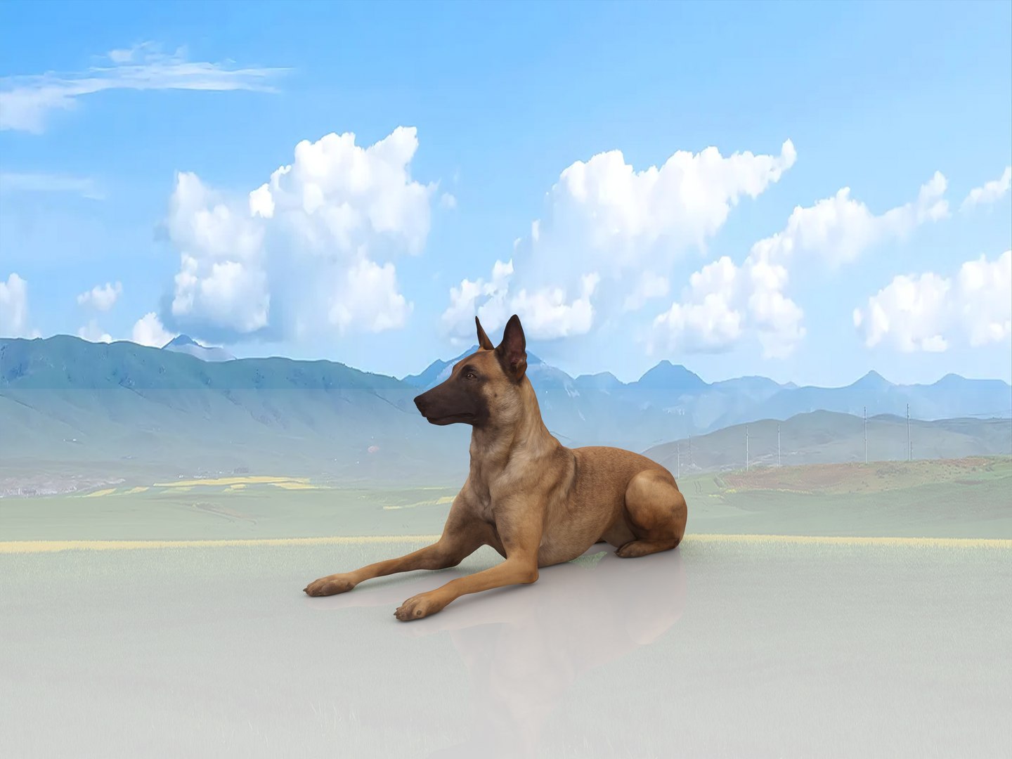 Belgian Malinois 3D Model - TurboSquid 2093011