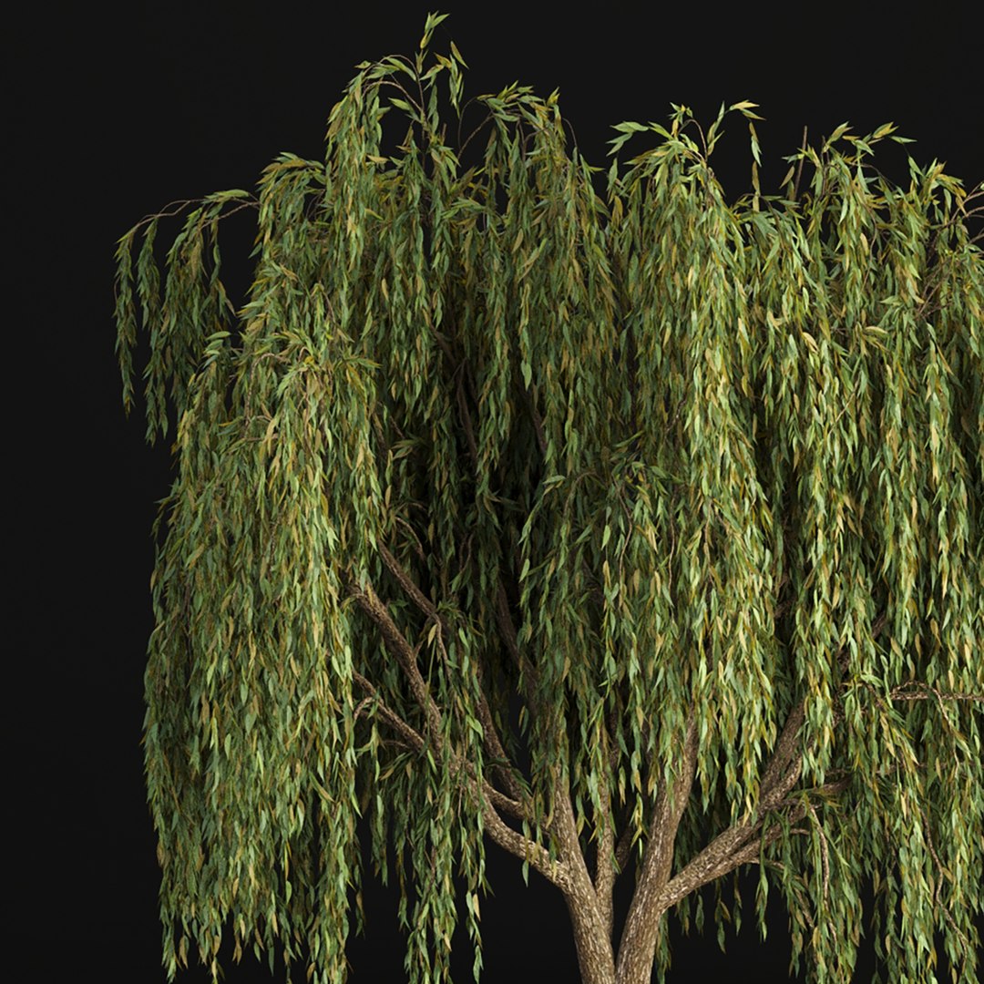 2 Willow Trees Vol12 3D Model - TurboSquid 1947082