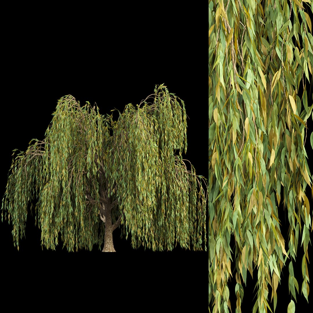 2 Willow Trees Vol12 3D Model - TurboSquid 1947082