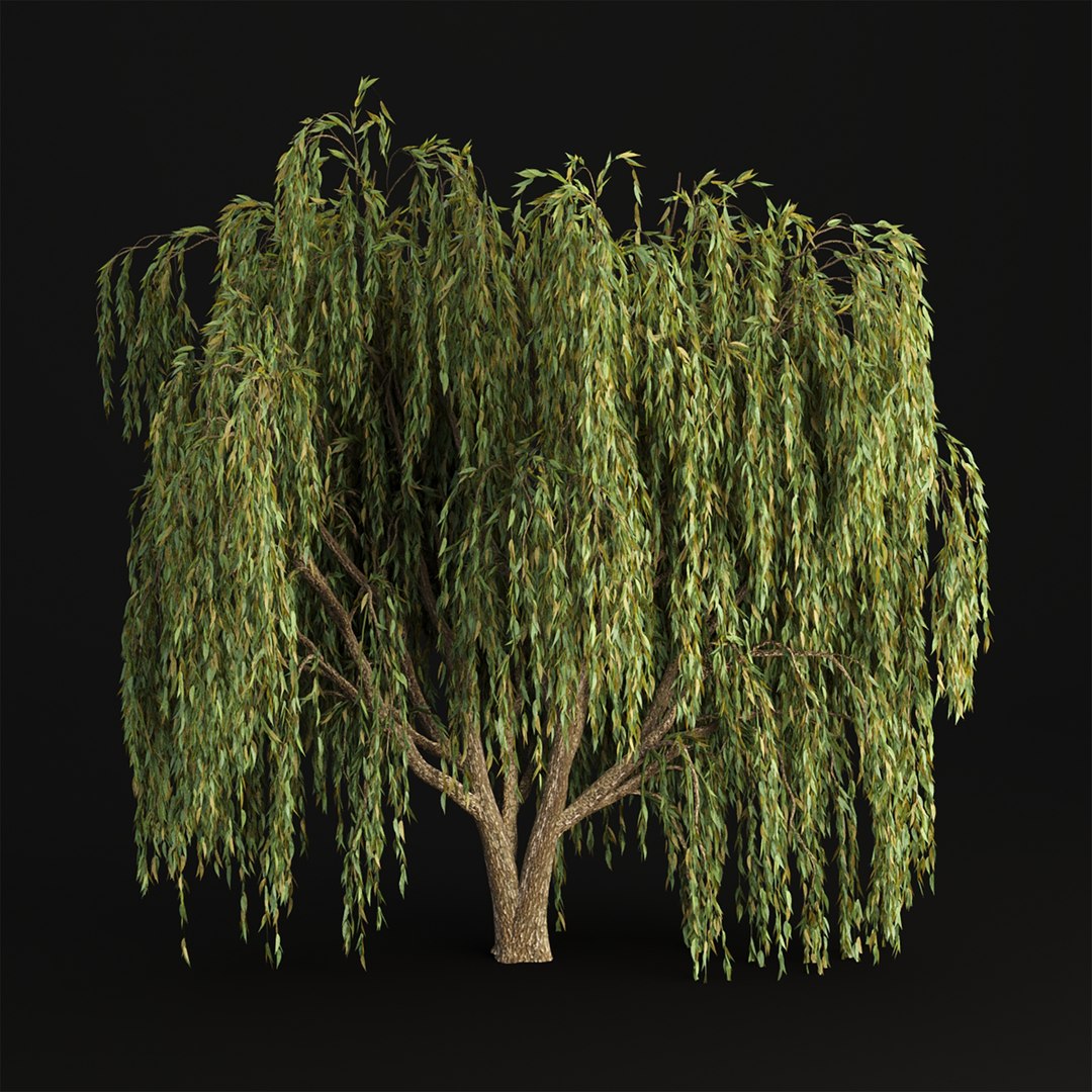 2 Willow Trees Vol12 3D Model - TurboSquid 1947082