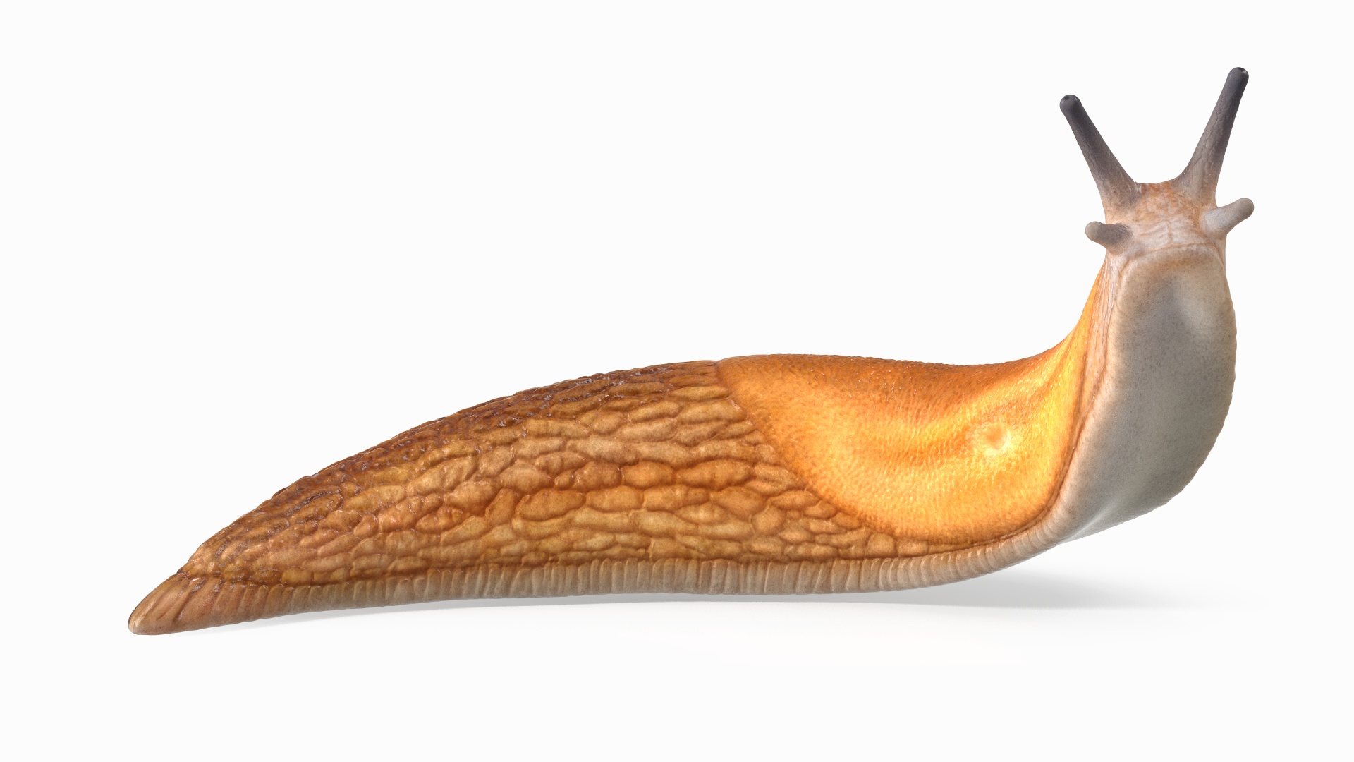 Slug Arion Fuscus Reaching Up 3D model - TurboSquid 2013454