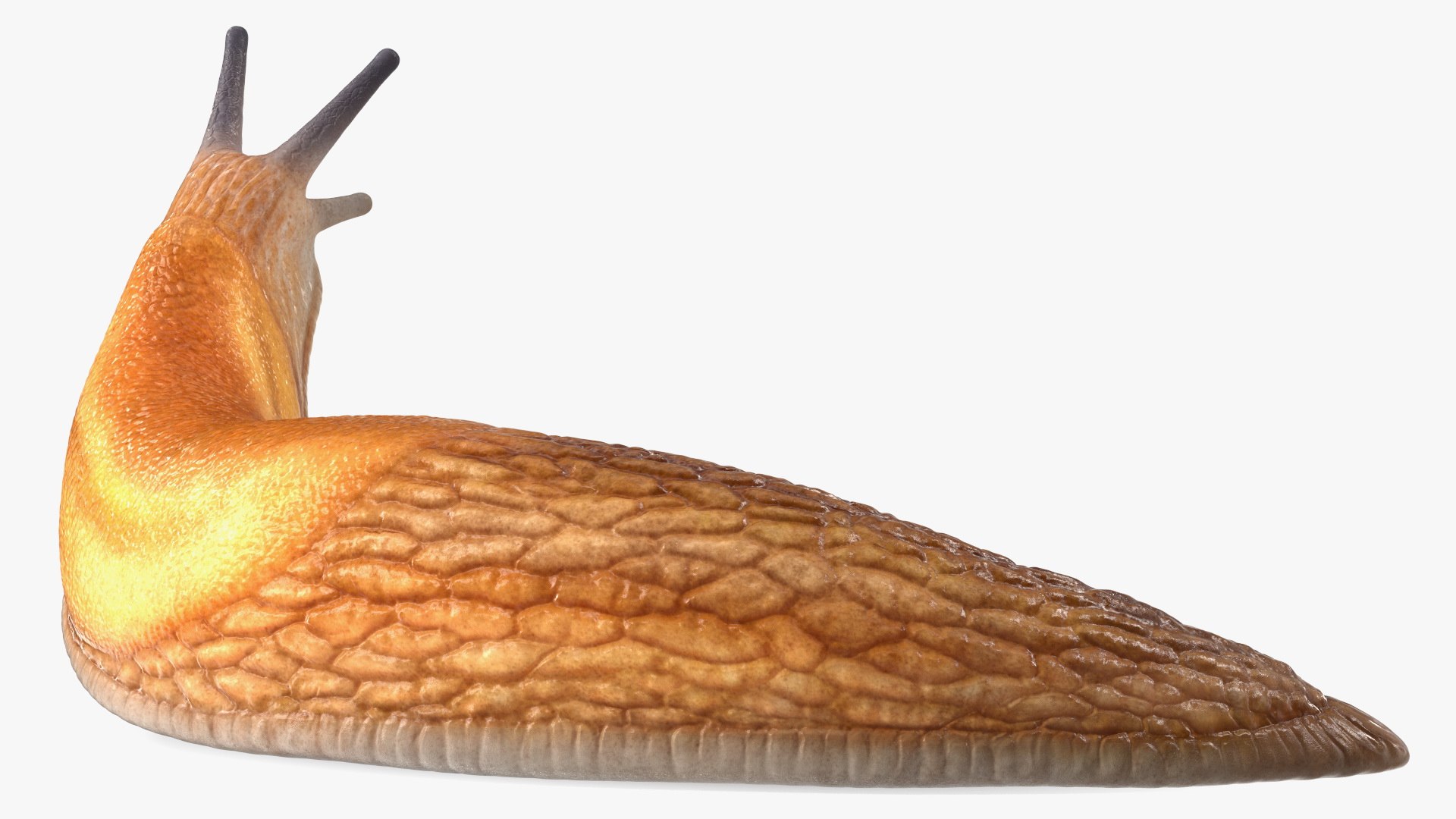 Slug Arion Fuscus Reaching Up 3D model - TurboSquid 2013454