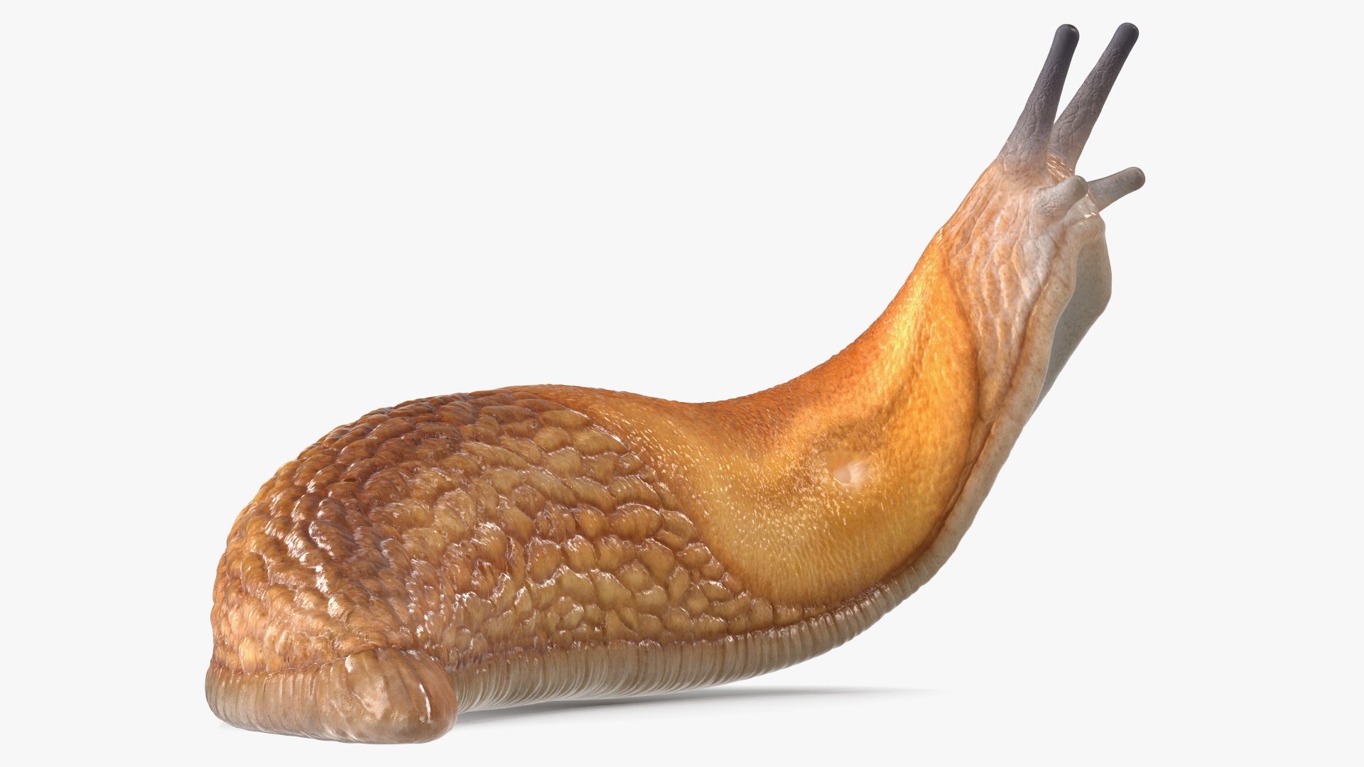 Slug Arion Fuscus Reaching Up 3D model - TurboSquid 2013454