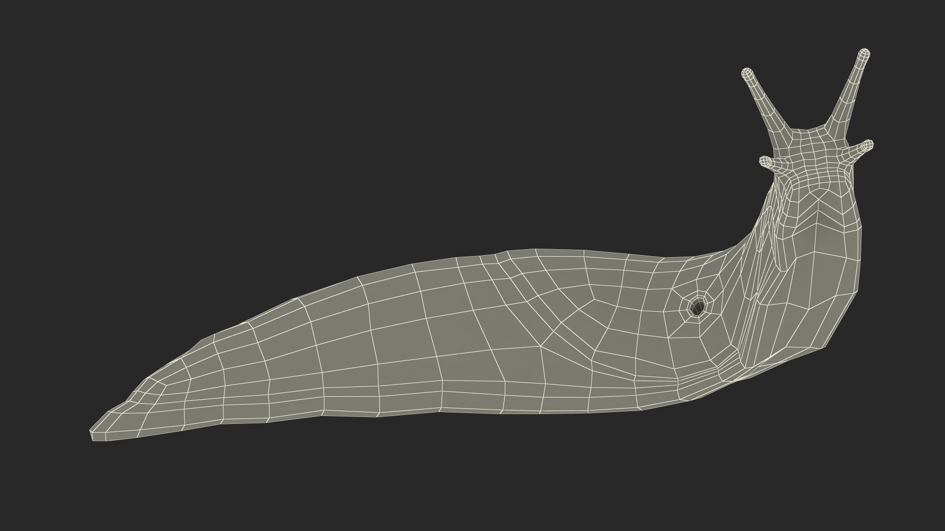 Slug Arion Fuscus Reaching Up 3D model - TurboSquid 2013454