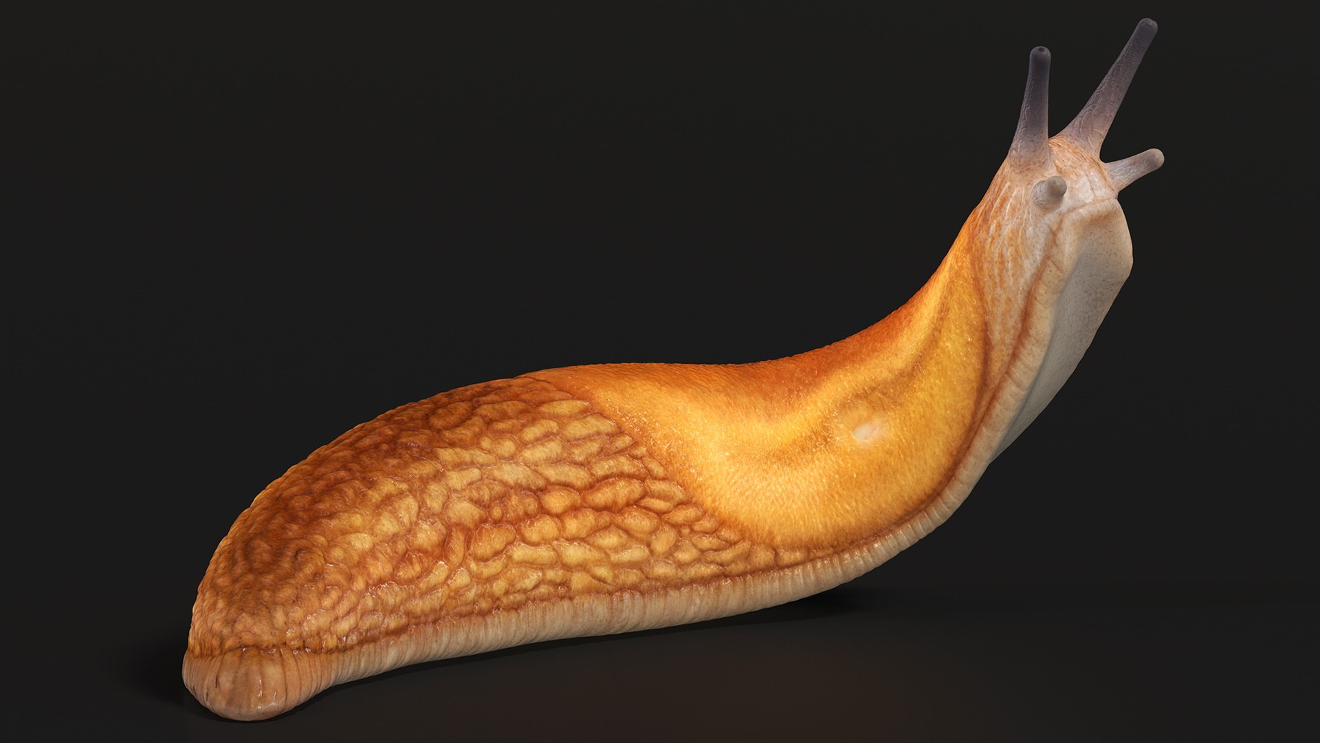 Slug Arion Fuscus Reaching Up 3D model - TurboSquid 2013454
