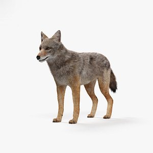 3D Jackal Models | TurboSquid