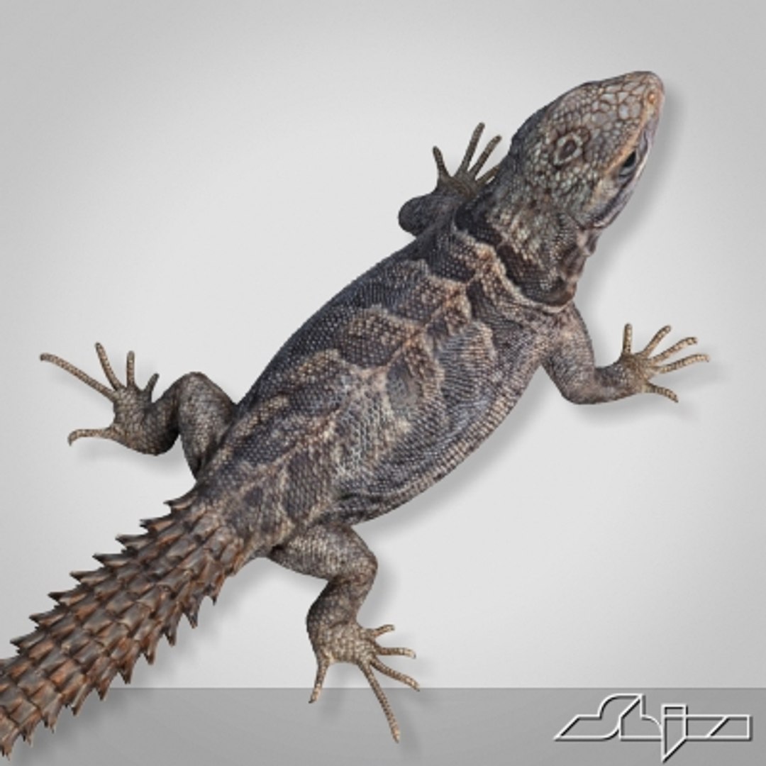 gecko lizard 3d max