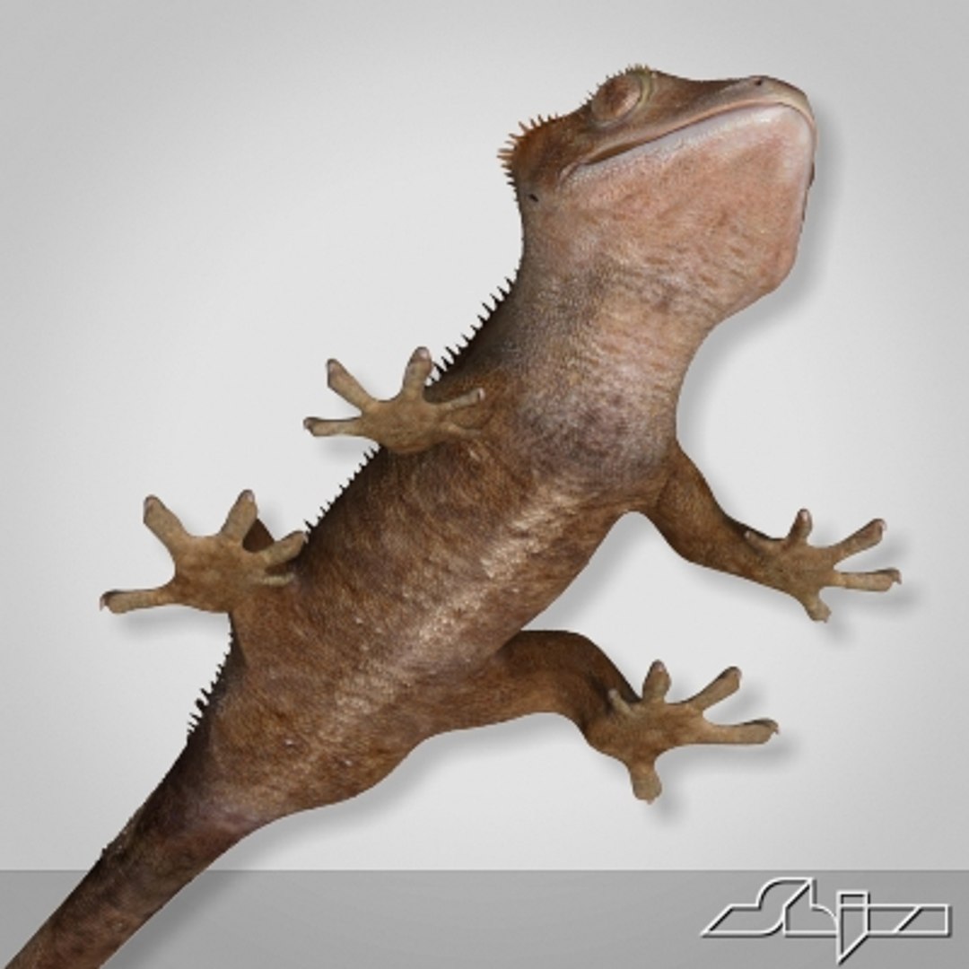 gecko lizard 3d max