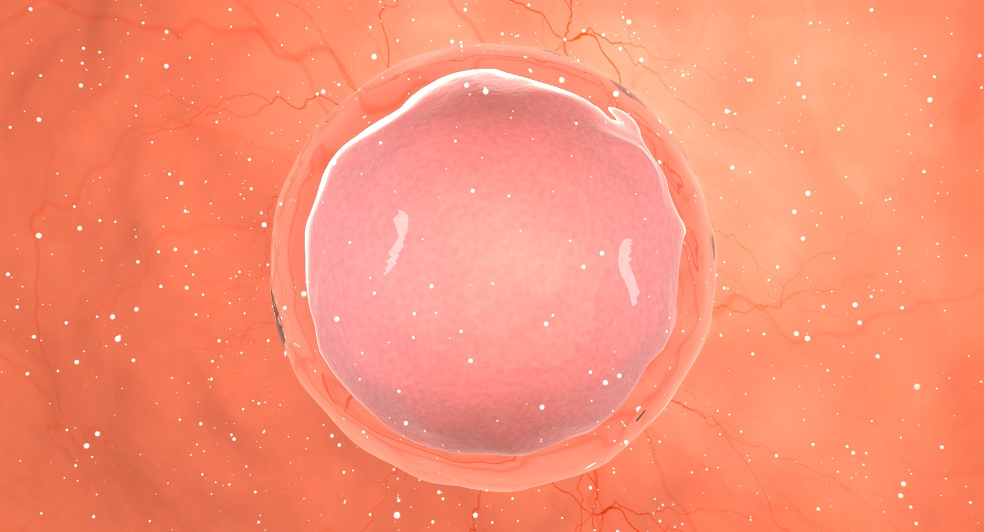 Free 3D Fertilized Egg Cell Model - TurboSquid 1367916