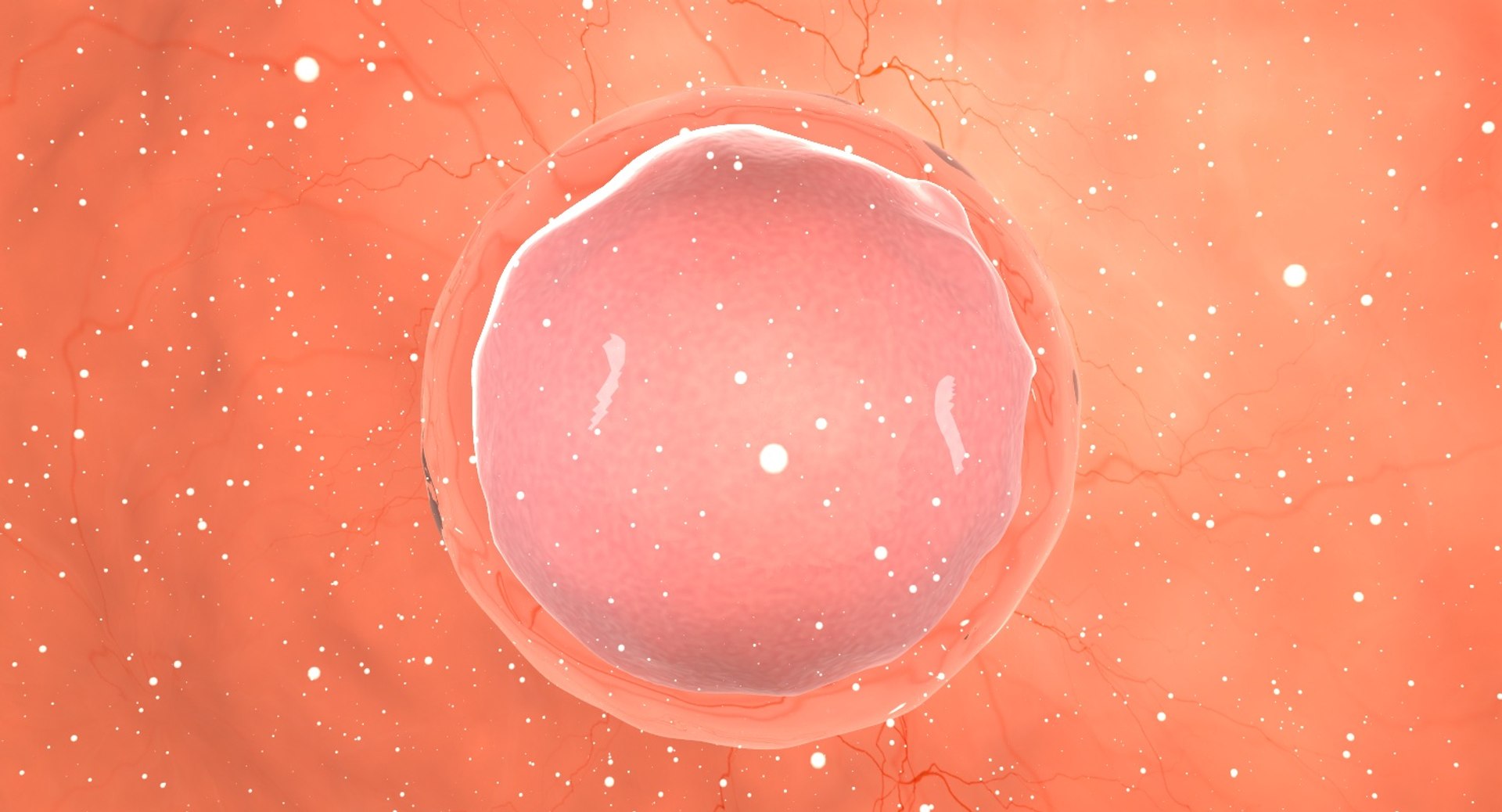 Free 3D Fertilized Egg Cell Model - TurboSquid 1367916