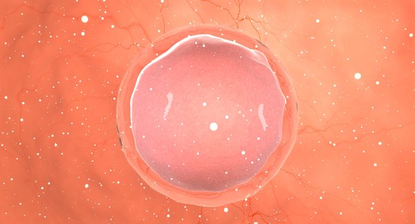 Free 3D fertilized egg cell model - TurboSquid 1367916
