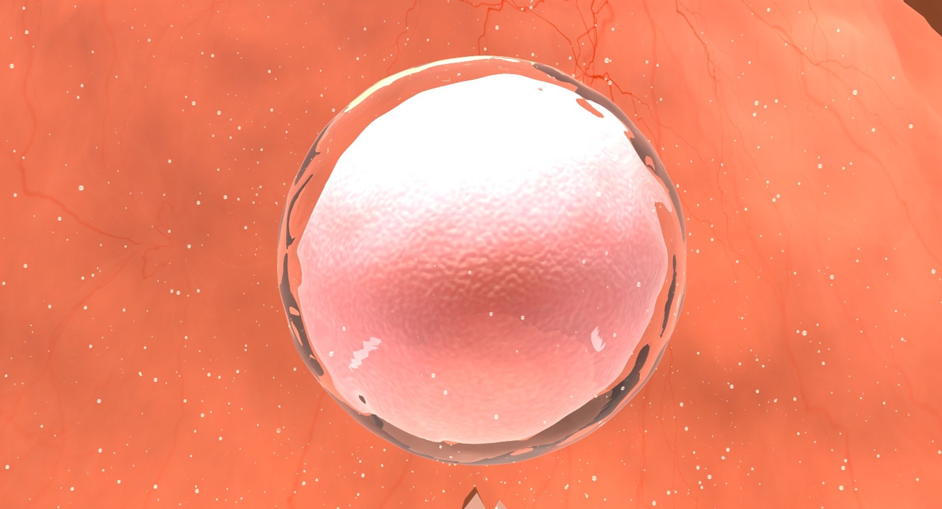 Free 3D Fertilized Egg Cell Model - TurboSquid 1367916