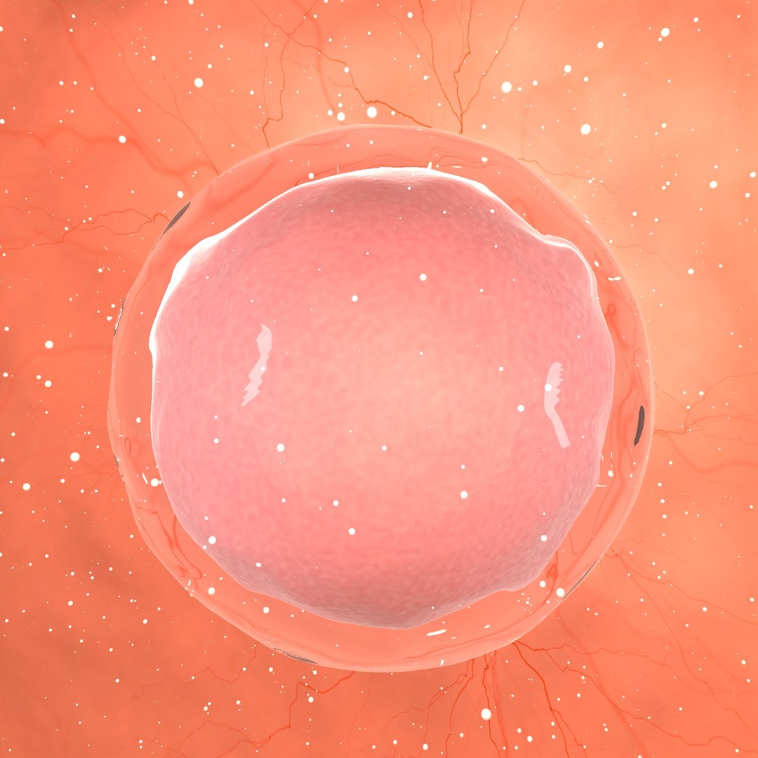 Free 3D Fertilized Egg Cell Model - TurboSquid 1367916